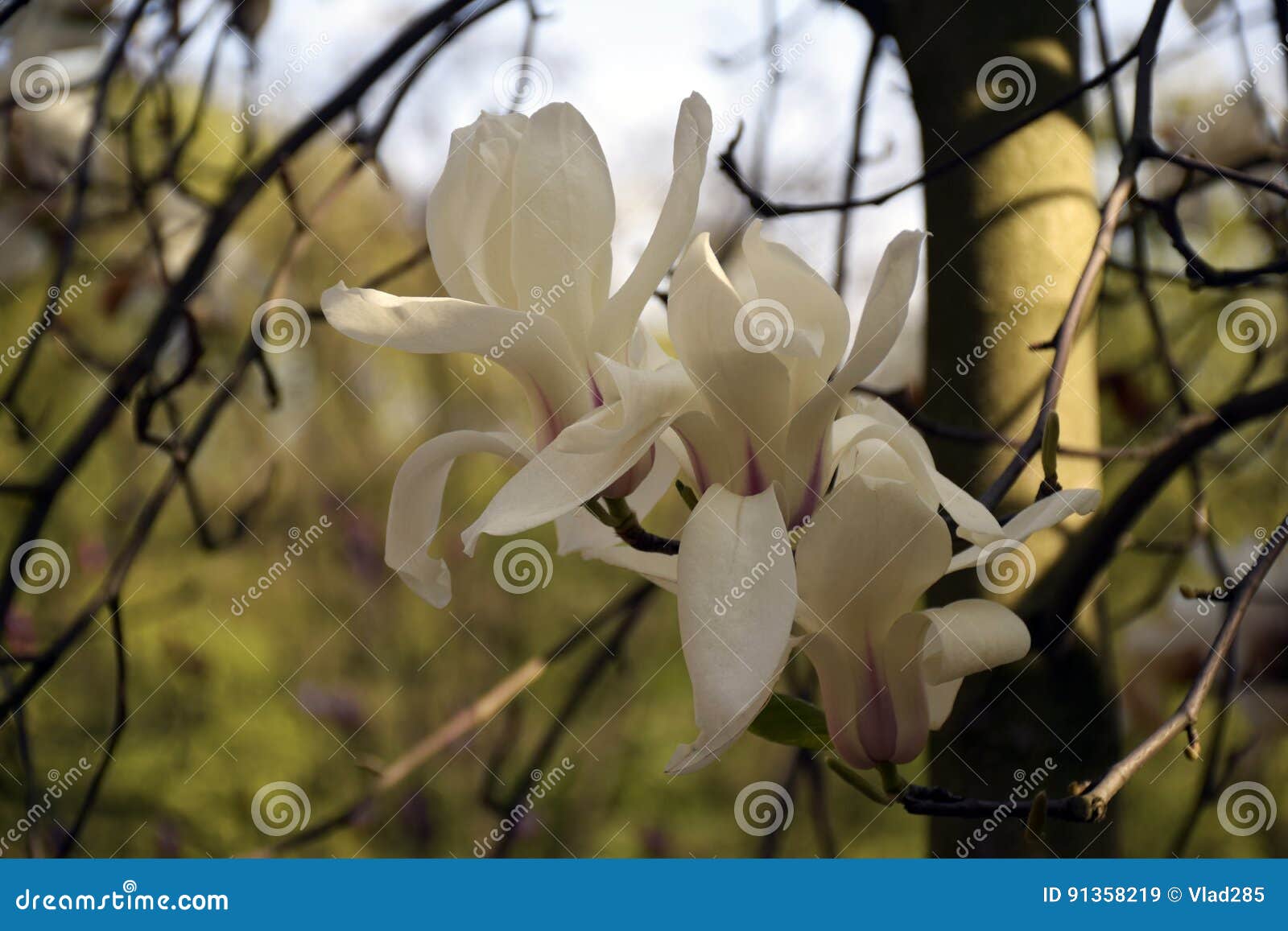 White magnolia flowers stock image. Image of blue, growth - 91358219