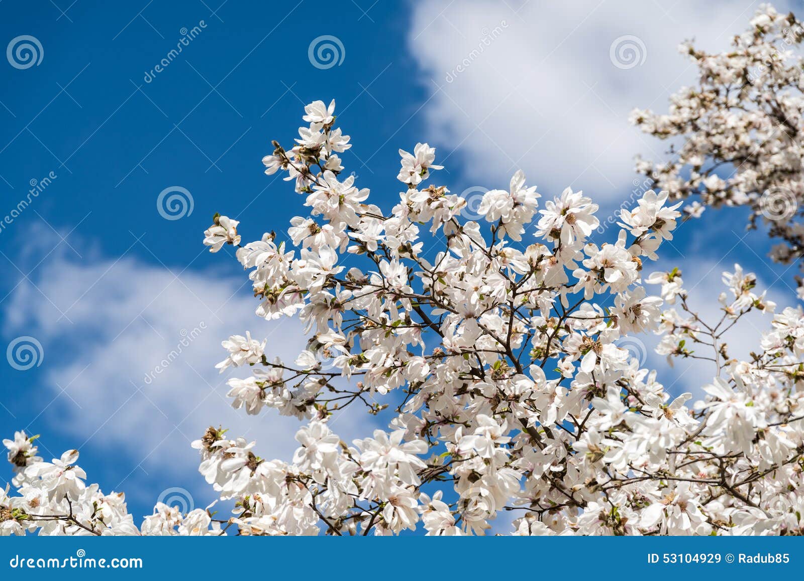 White Magnolia Flowers stock image. Image of blue, green - 53104929