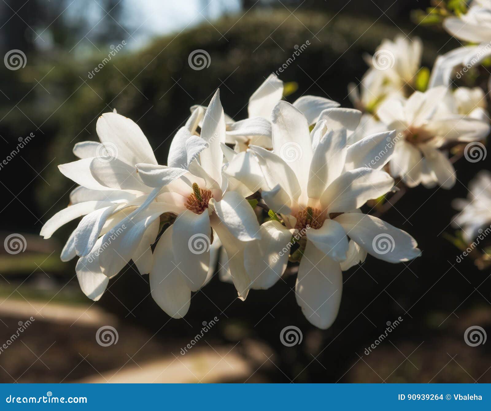 White magnolia flowers stock photo. Image of background - 90939264
