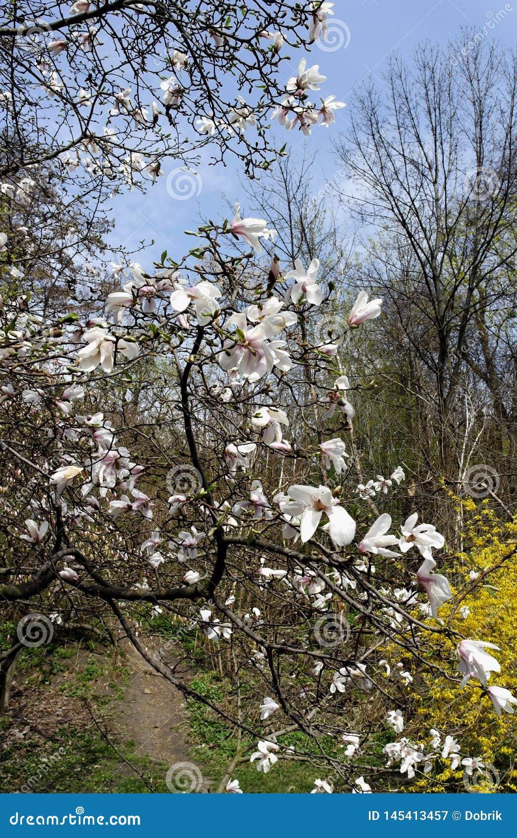 White Magnolia Flowers on a Tree in a Park in Early Spring Stock Image ...