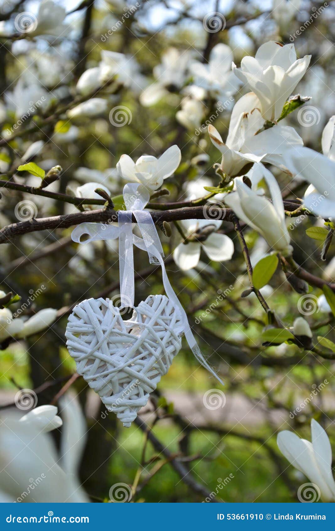 White magnolia stock photo. Image of abstract, color - 53661910