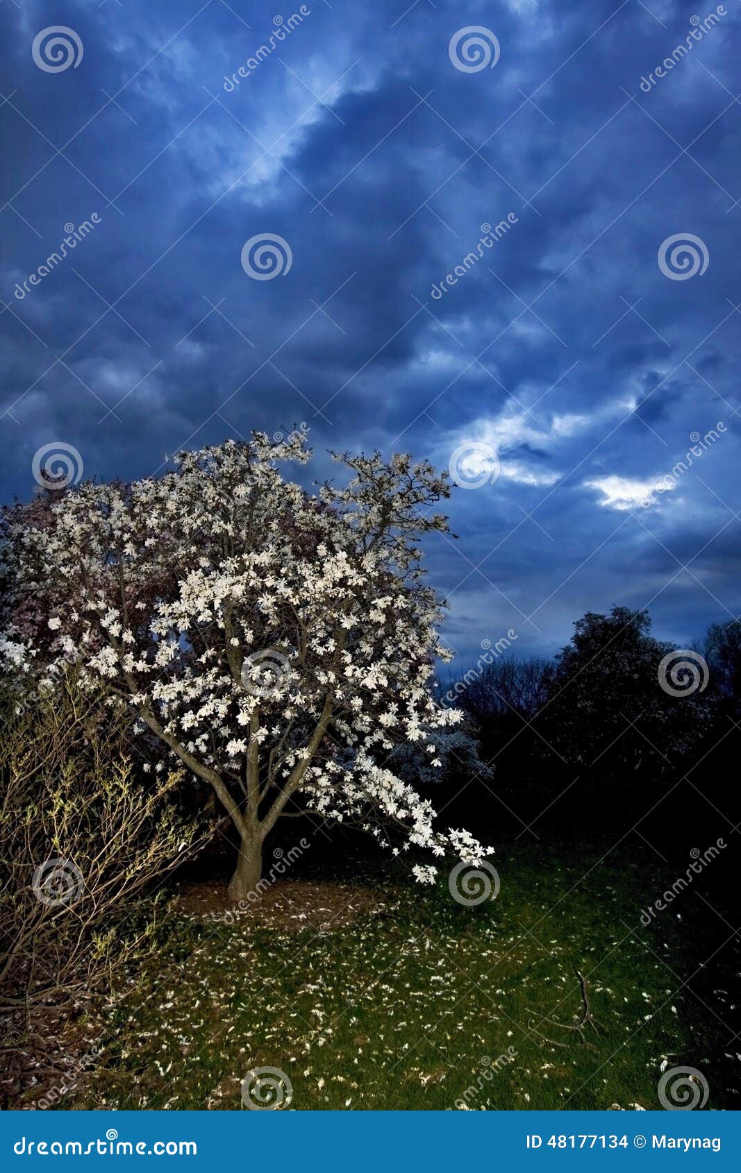 White magnolia tree stock photo. Image of dusk, color - 48177134