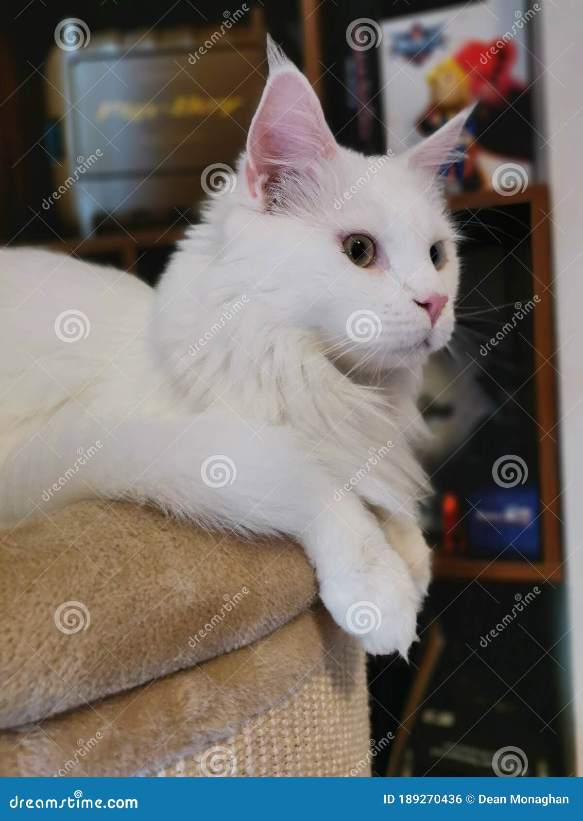 White Maincoon Looking Pretty Stock Photo - Image of maincoon, whiskers ...