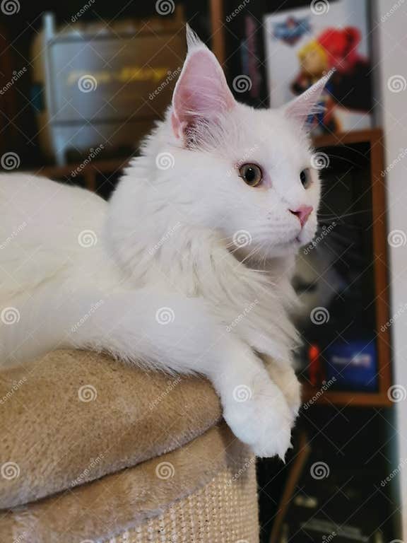 White Maincoon Looking Pretty Stock Photo - Image of maincoon, whiskers ...