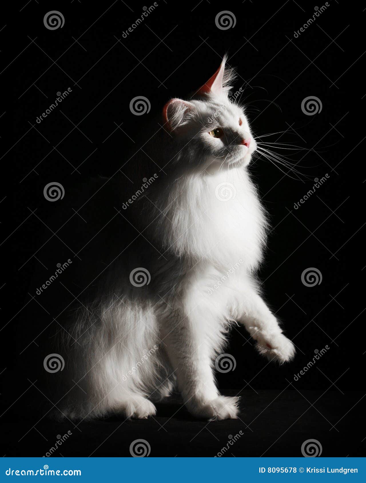 White Maine Coon Cat Royalty-Free Stock Photography | CartoonDealer.com ...