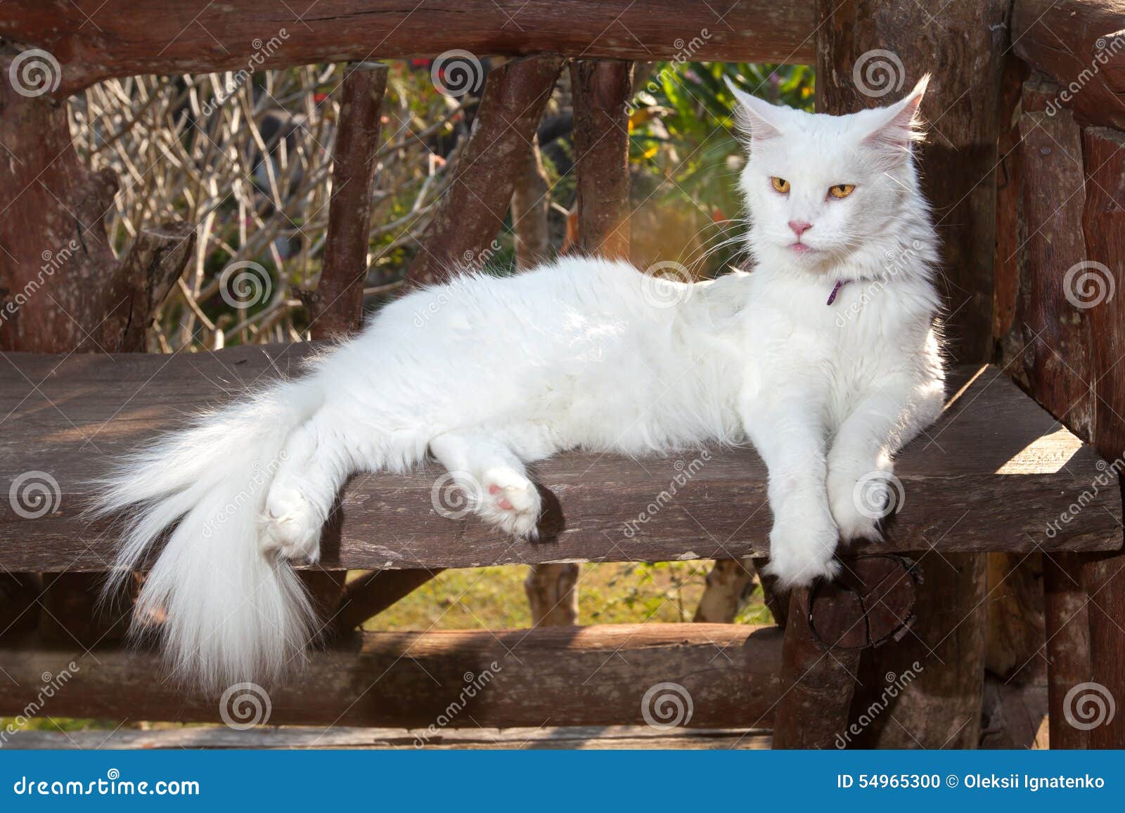 White Maine Coon Cat on the Bench Stock Photo - Image of outdoor ...