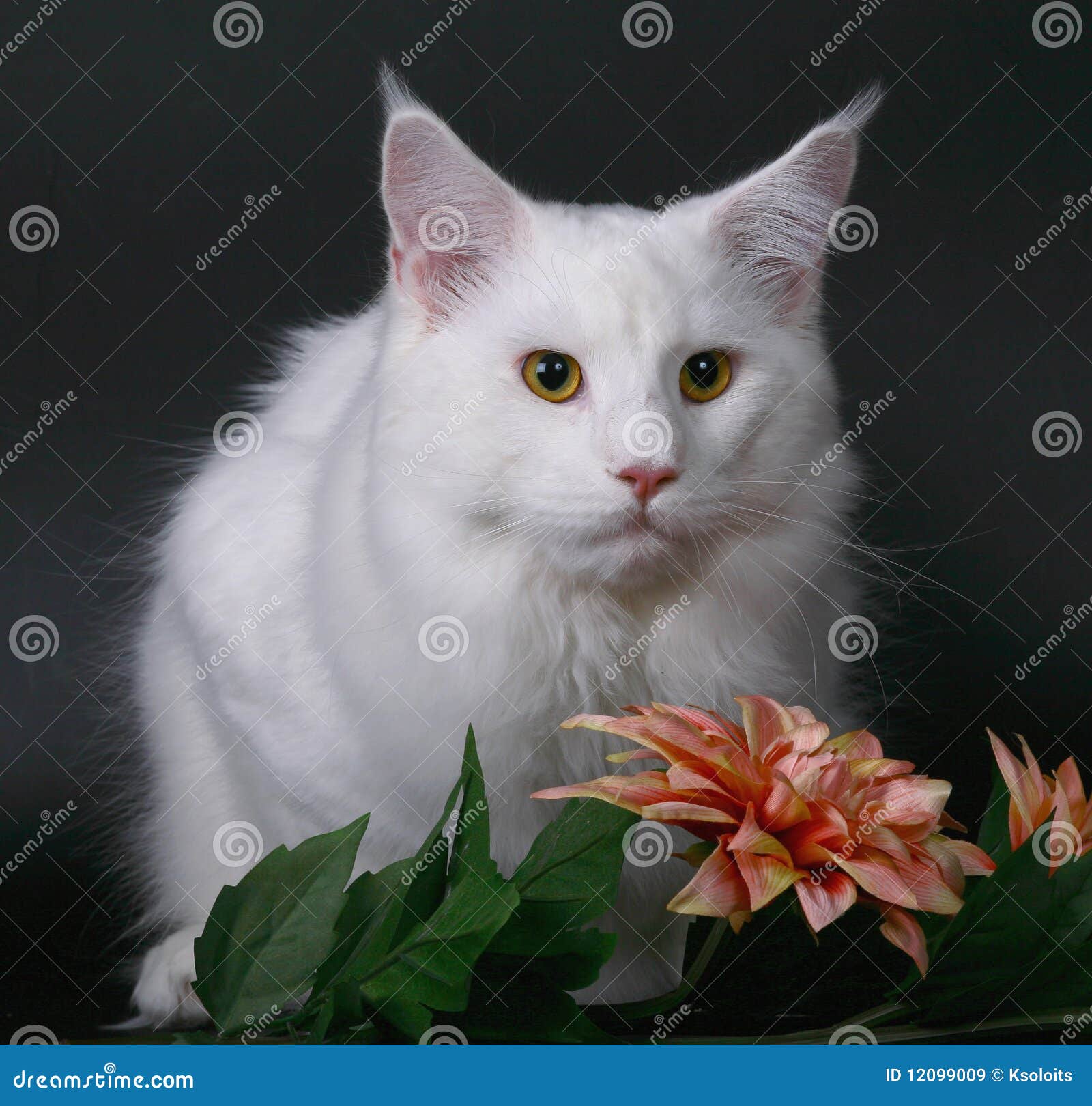 White Maine Coon Cat Royalty-Free Stock Photography | CartoonDealer.com ...