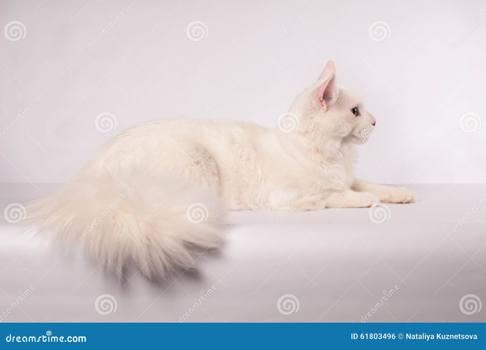 White mainecoon portrait stock photo. Image of eyes, portrait - 61803496