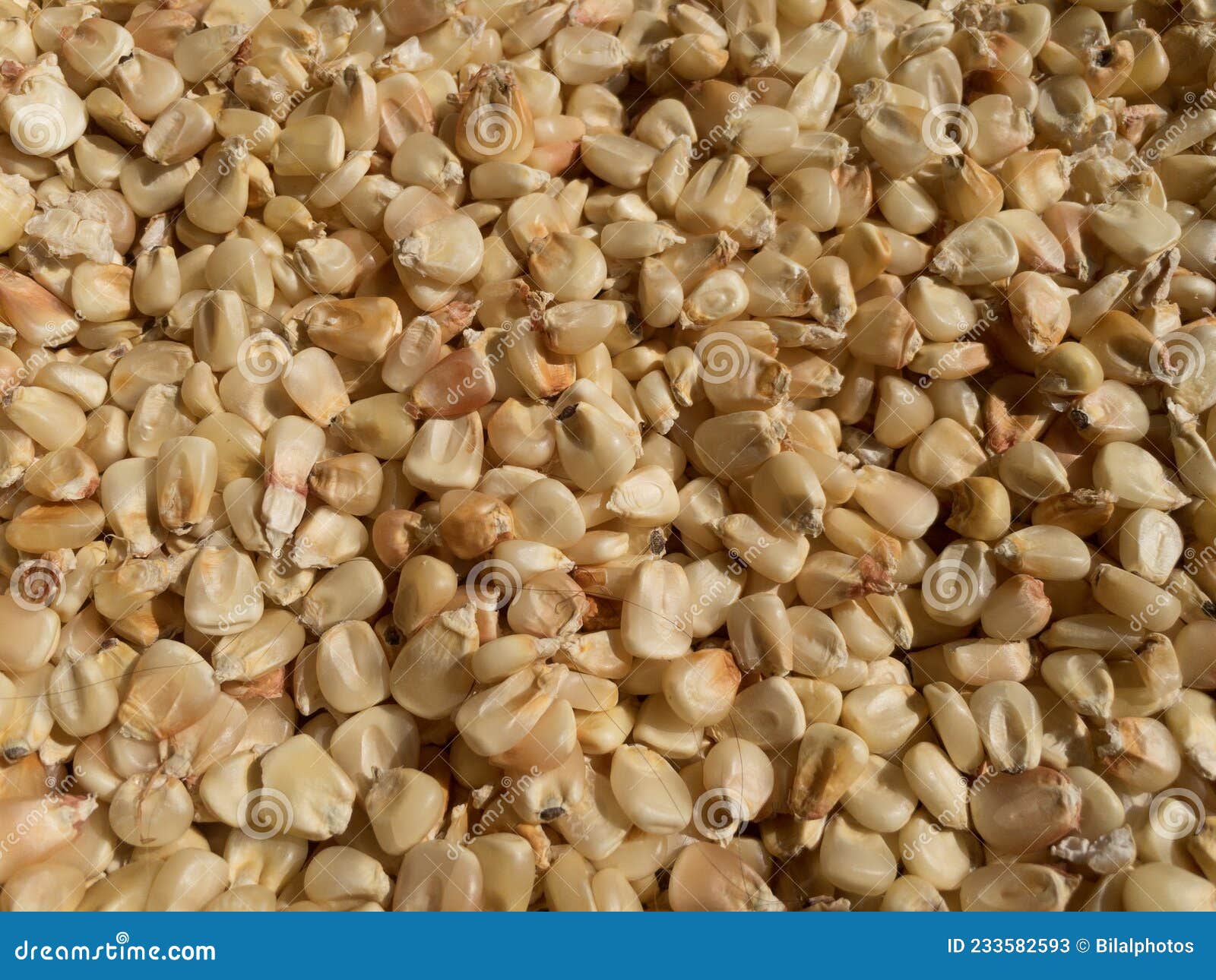 White Maize Grains or Organic Maize Seeds Stock Image - Image of cereal ...