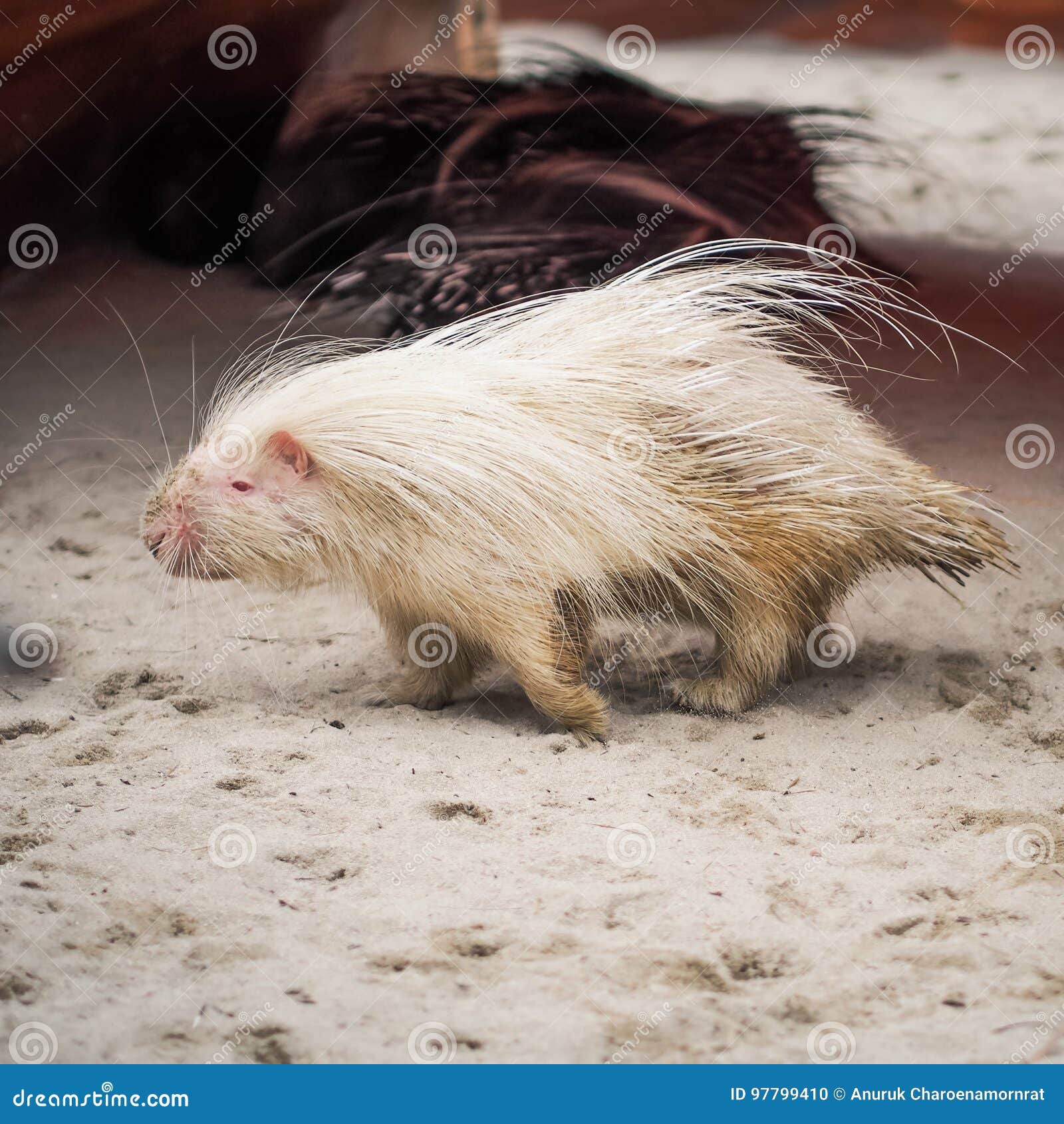 White Malayan Porcupine Standing on Floor Stock Photo - Image of night ...