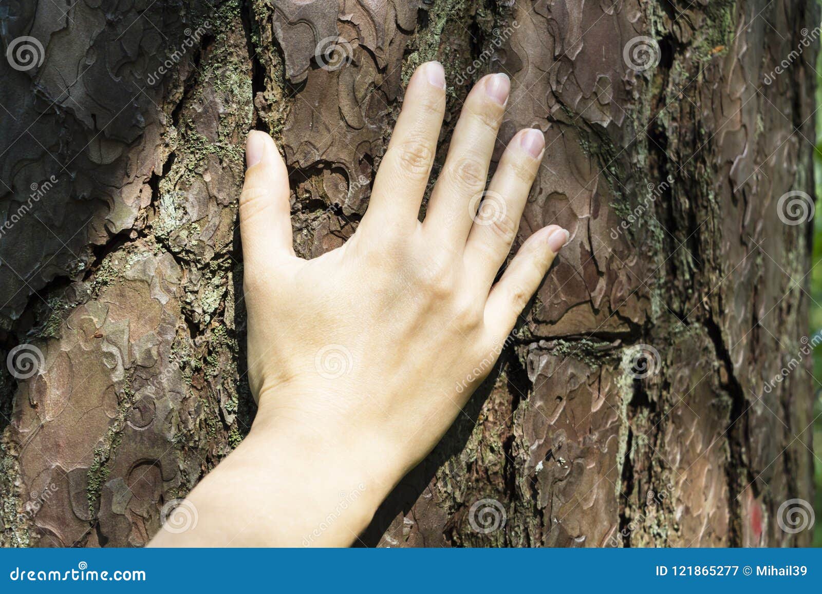 White Male Hand Touching the Bark of an Ancient Cedar Tree. Stock Image ...