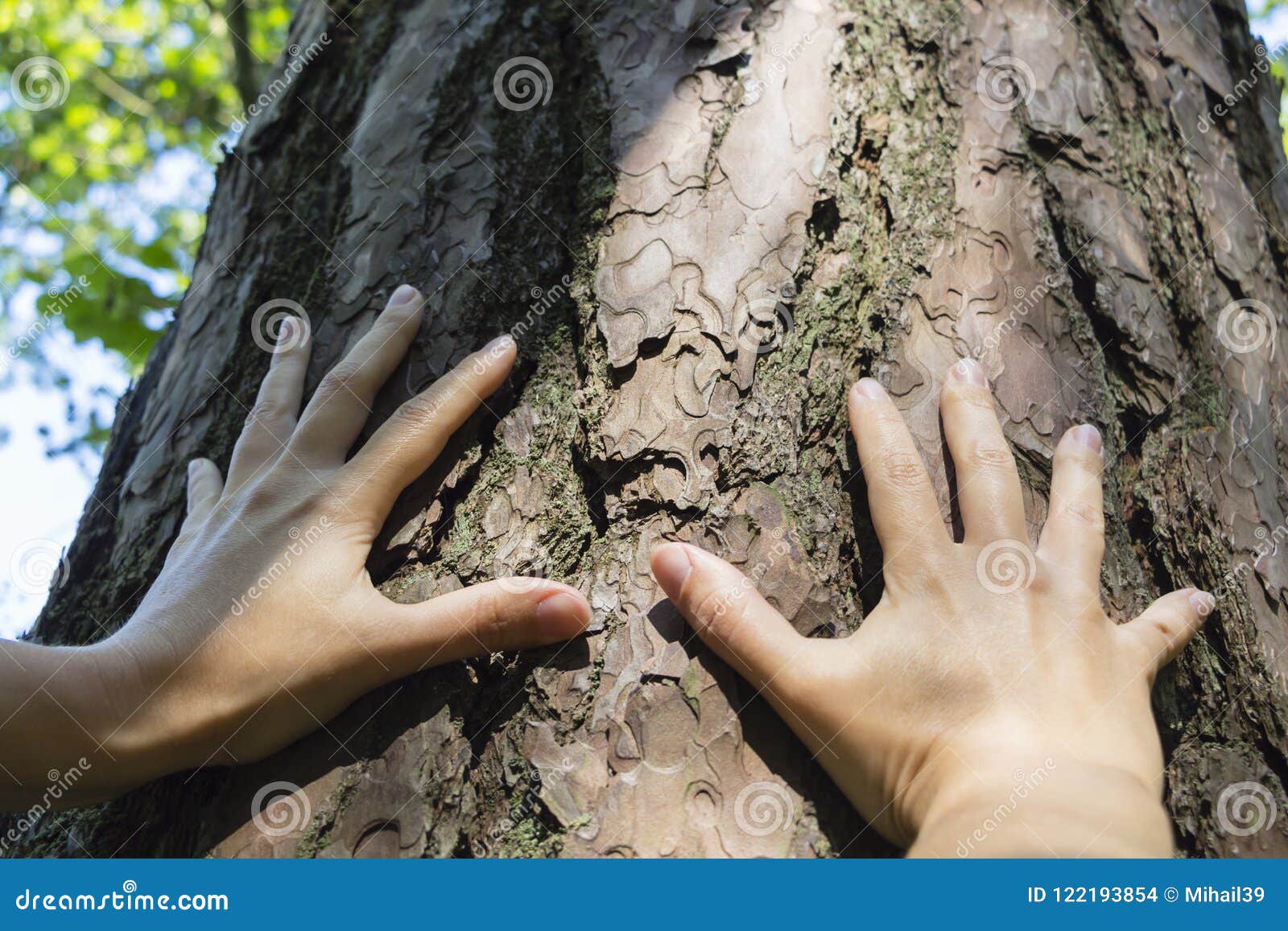 White Male Hand Touching the Bark of an Ancient Cedar Tree. Stock Photo ...