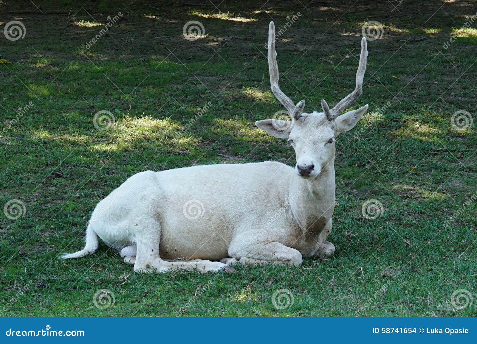 White male roe deer stock photo. Image of lying, antlers - 58741654