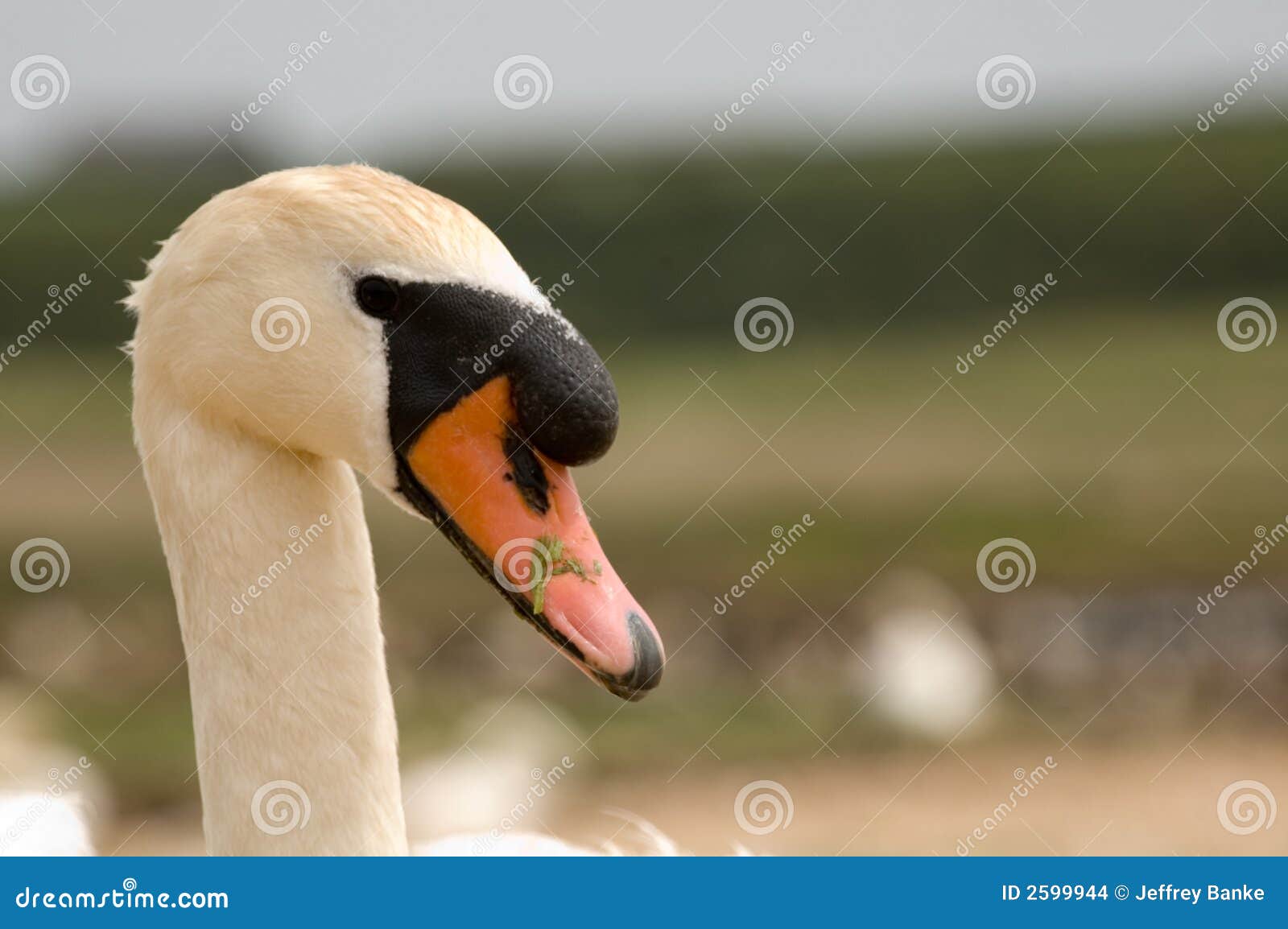 White male swan stock photo. Image of atratus, bird, swan - 2599944