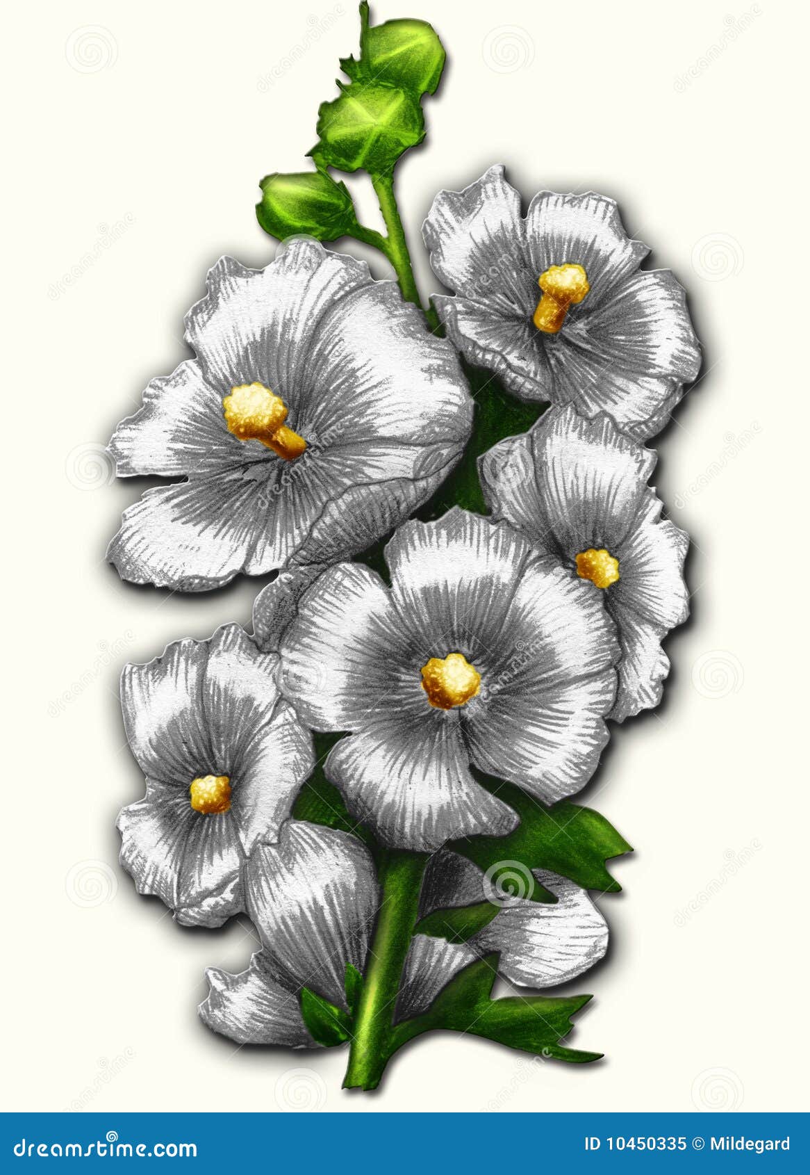 White mallow stock illustration. Illustration of beauty - 10450335