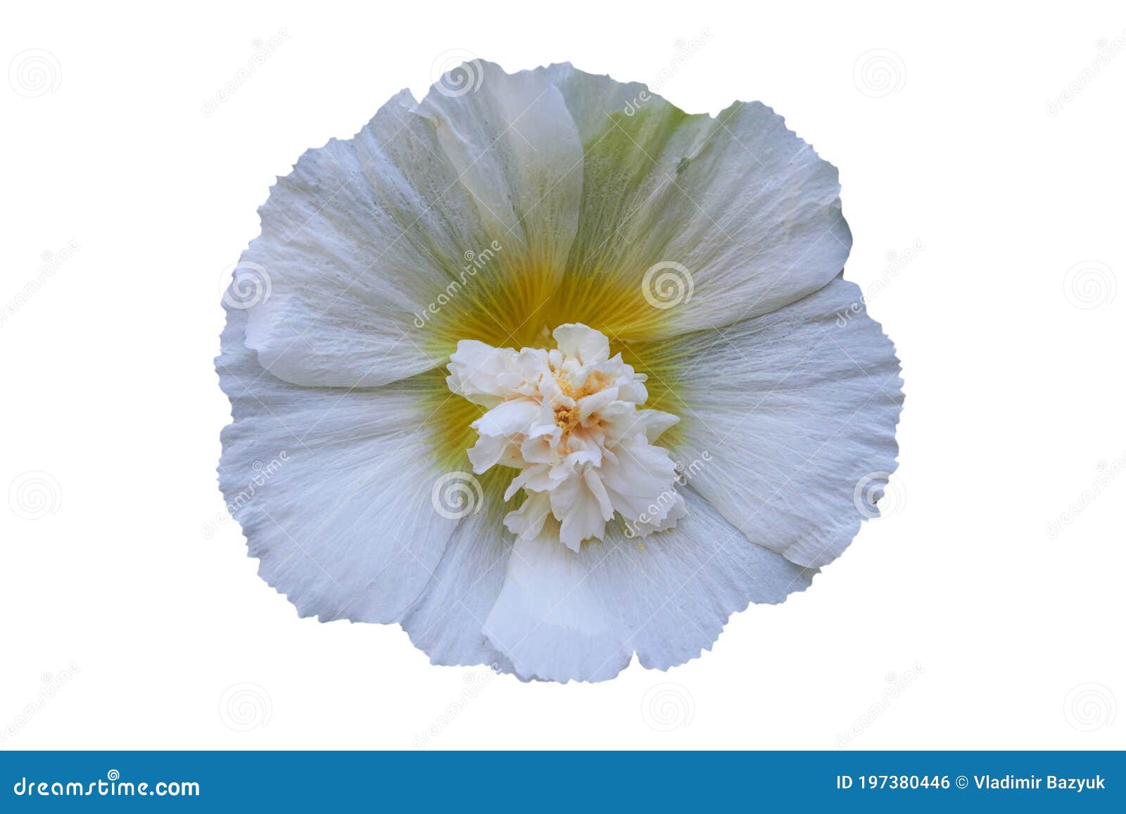 White Mallow on a White Background,mallow Flower Isolated on White ...