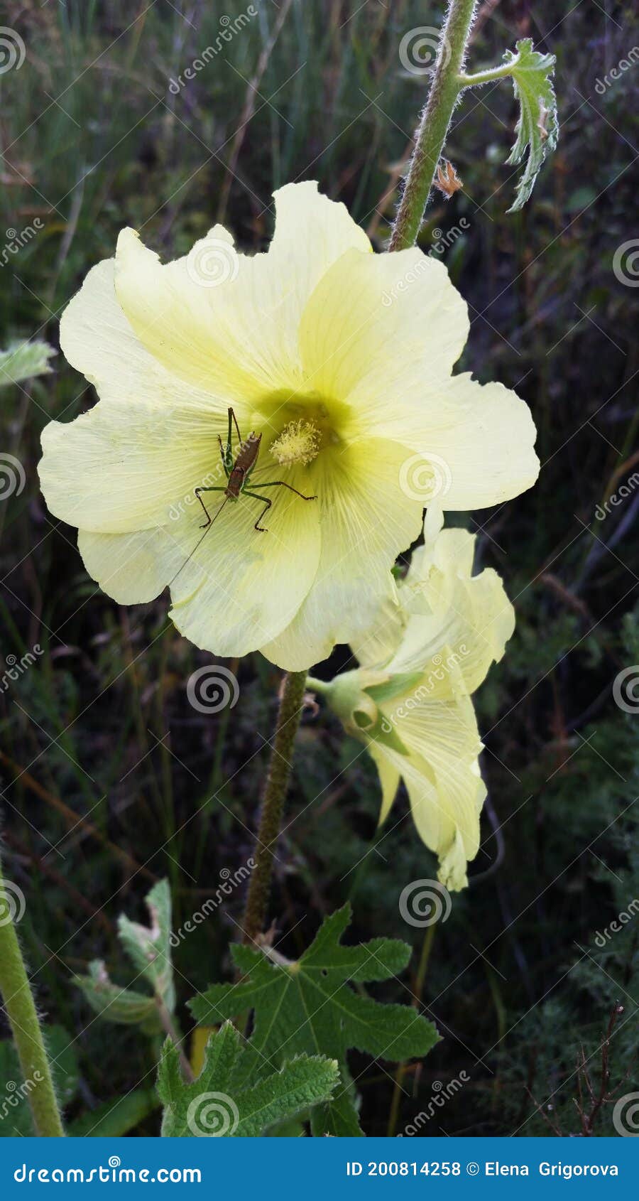 White Mallow Flower with Grasshopper. Wild White Mallow in the ...