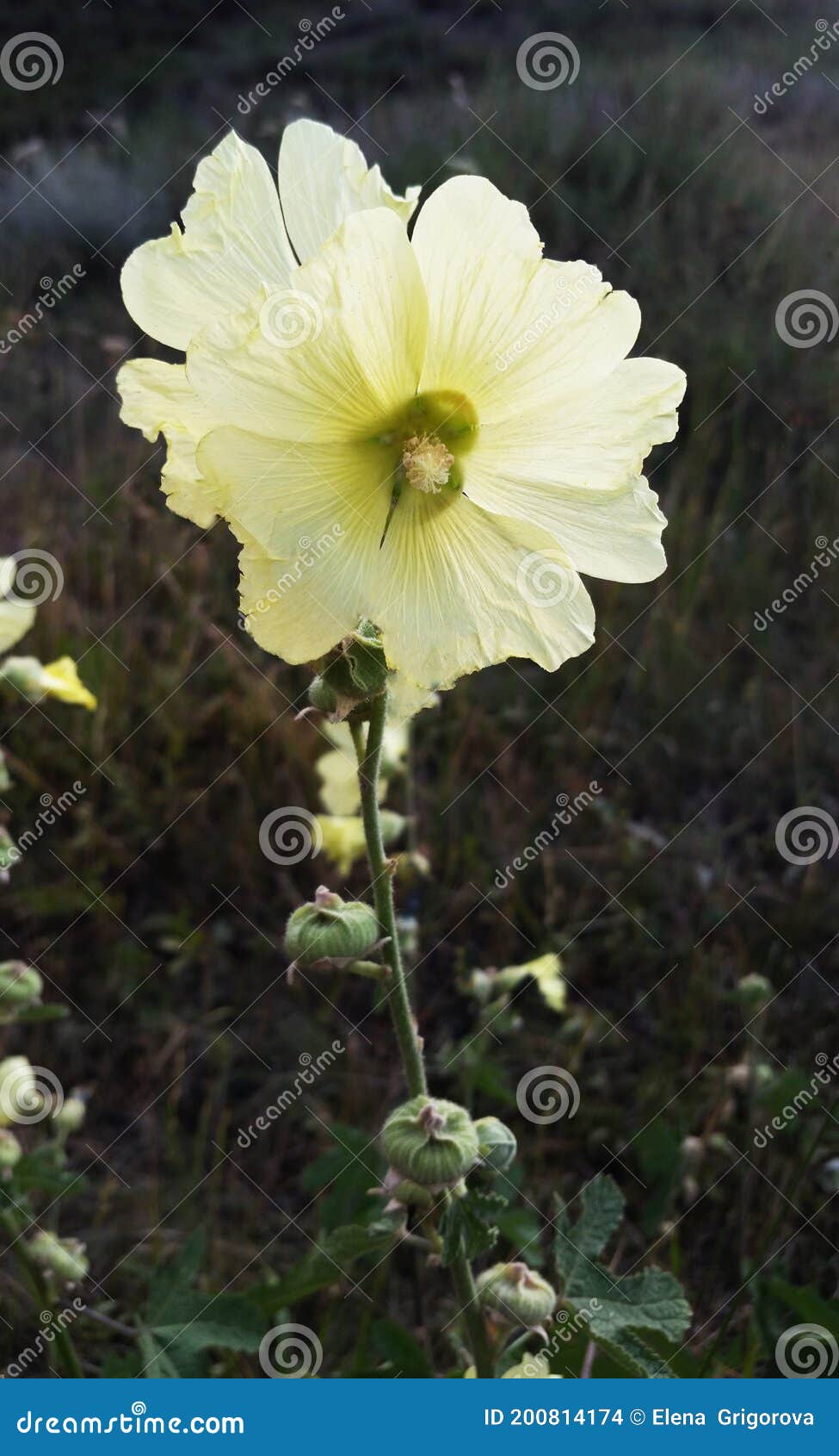 White Mallow Flower. Wild White Mallow in the Mountains Stock Photo ...