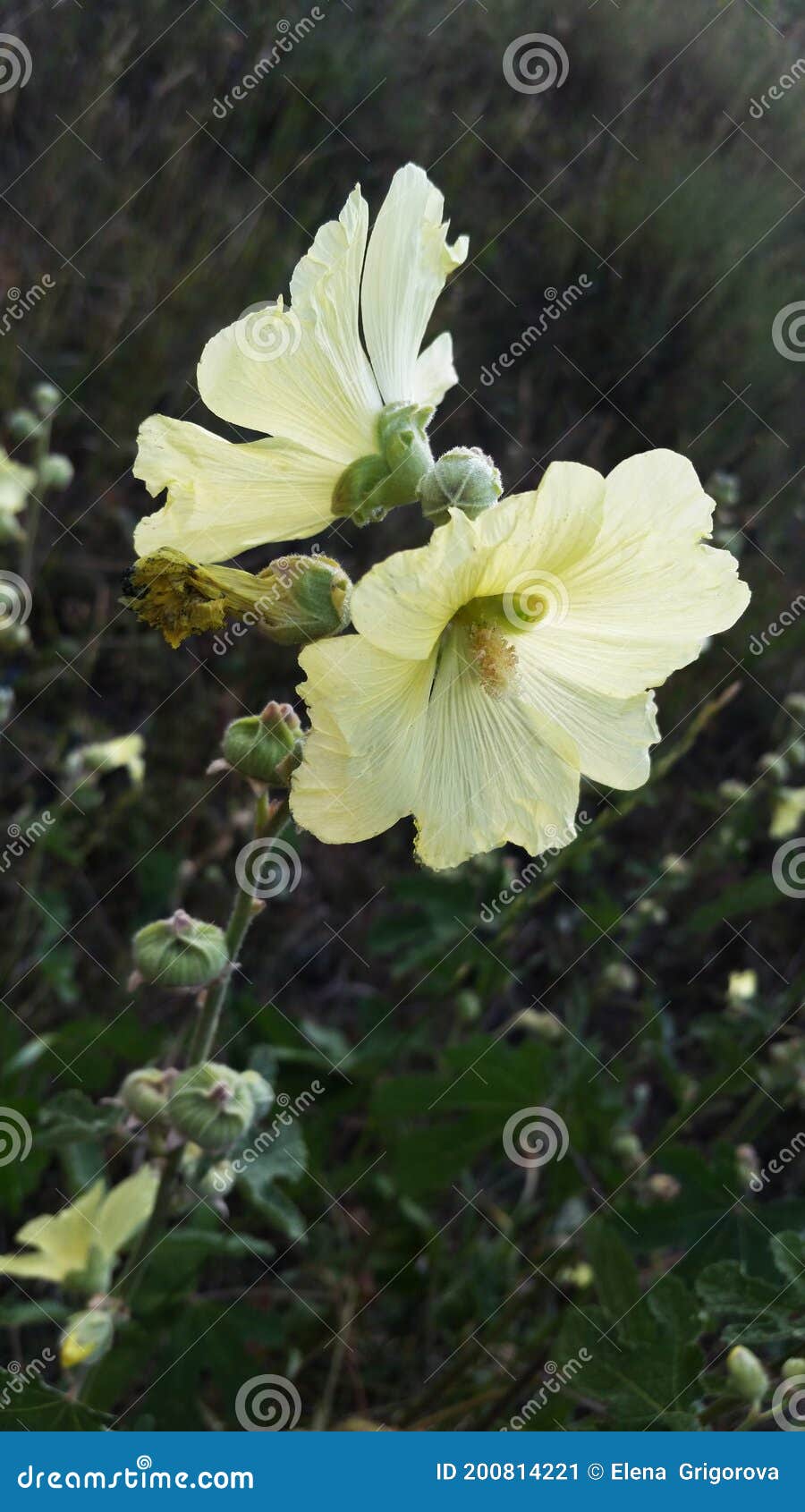 White Mallow Flower. Wild White Mallow in the Mountains Stock Image ...