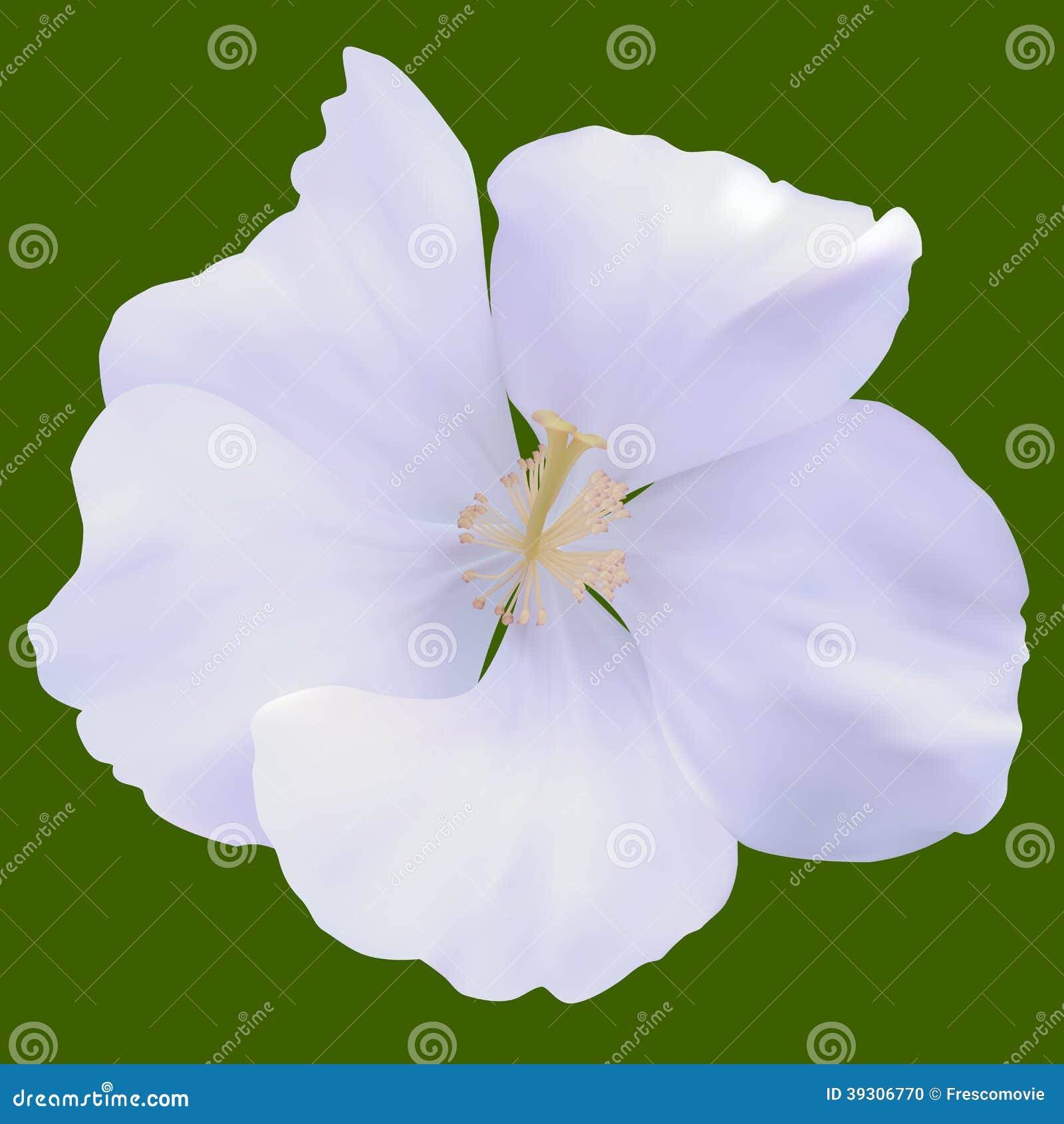 White Mallow. stock vector. Illustration of growth, closeup - 39306770