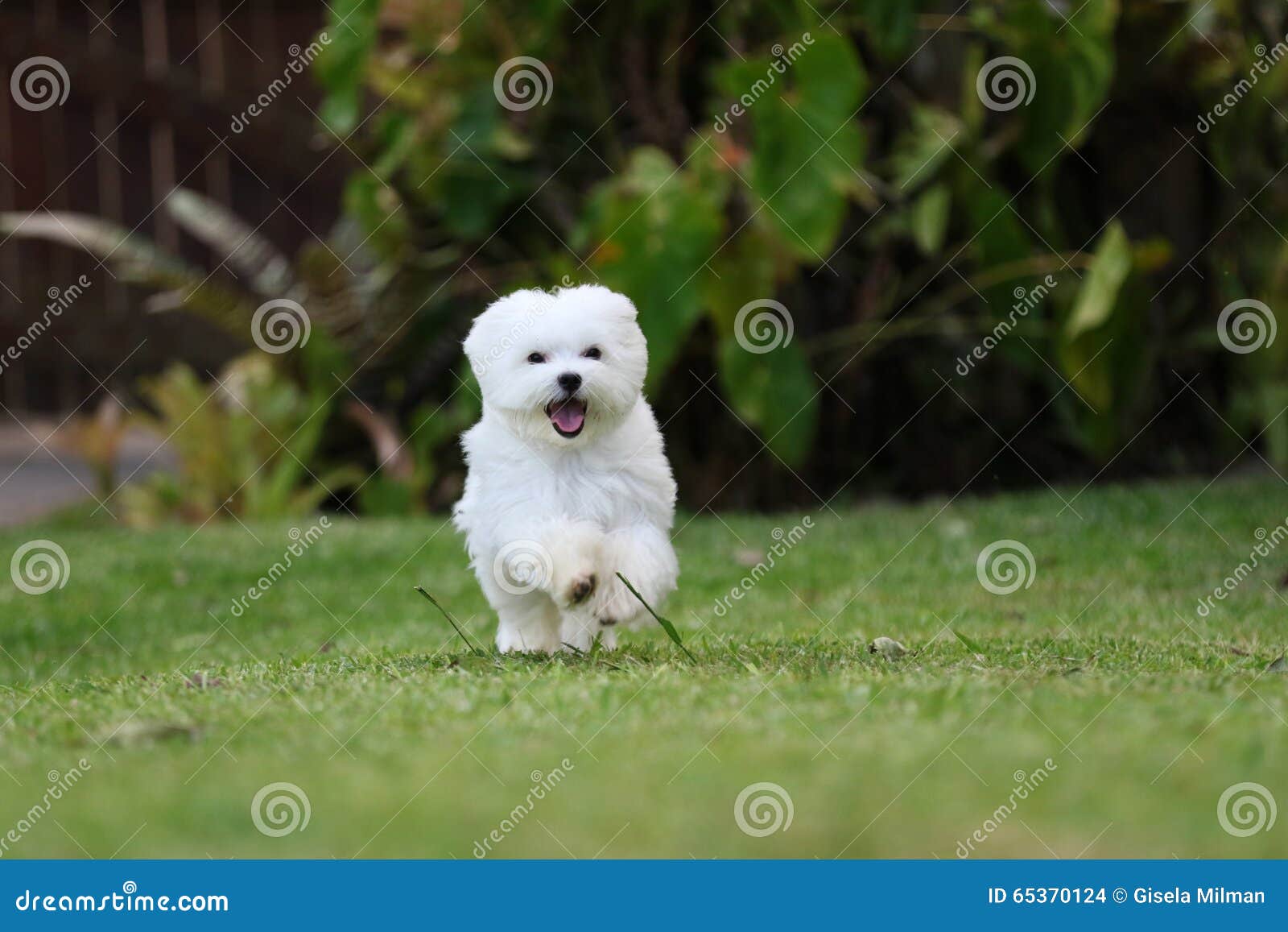 White Maltese Dog Running stock photo. Image of cute - 65370124