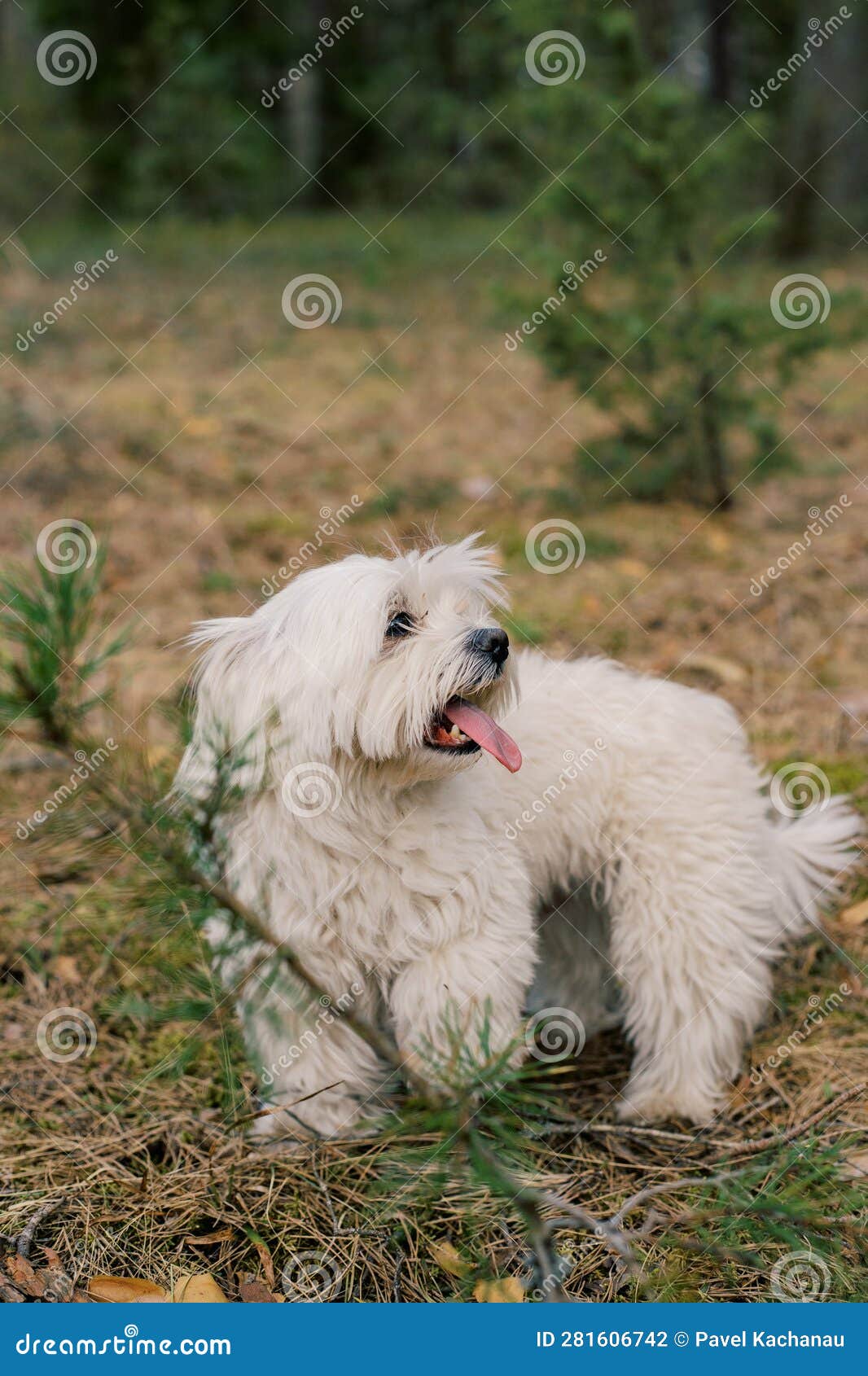 White Maltese Dog Walking Along the Forest Path in Spring Stock Photo ...
