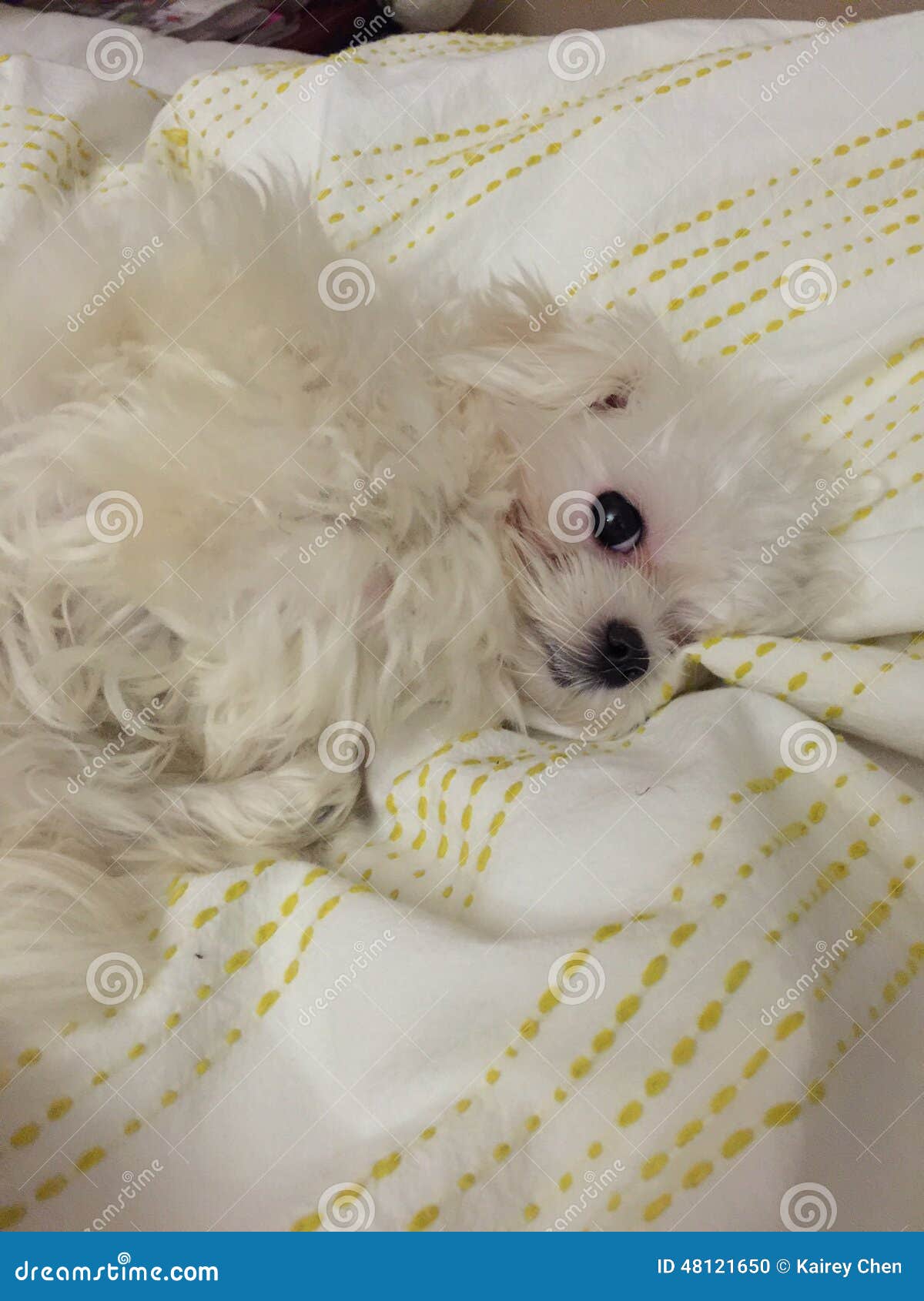 White Maltese stock photo. Image of teacup, maltese, eyes - 48121650