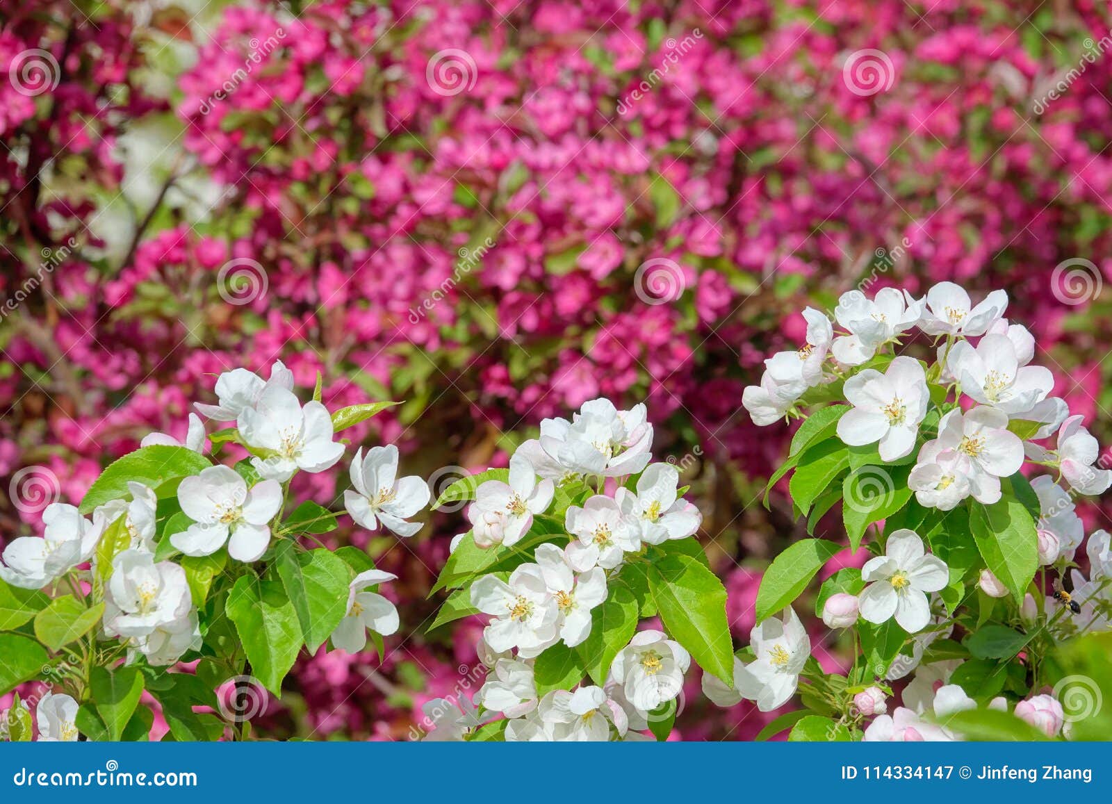 White Malus Micromalus Flowers Stock Image - Image of malus, white ...