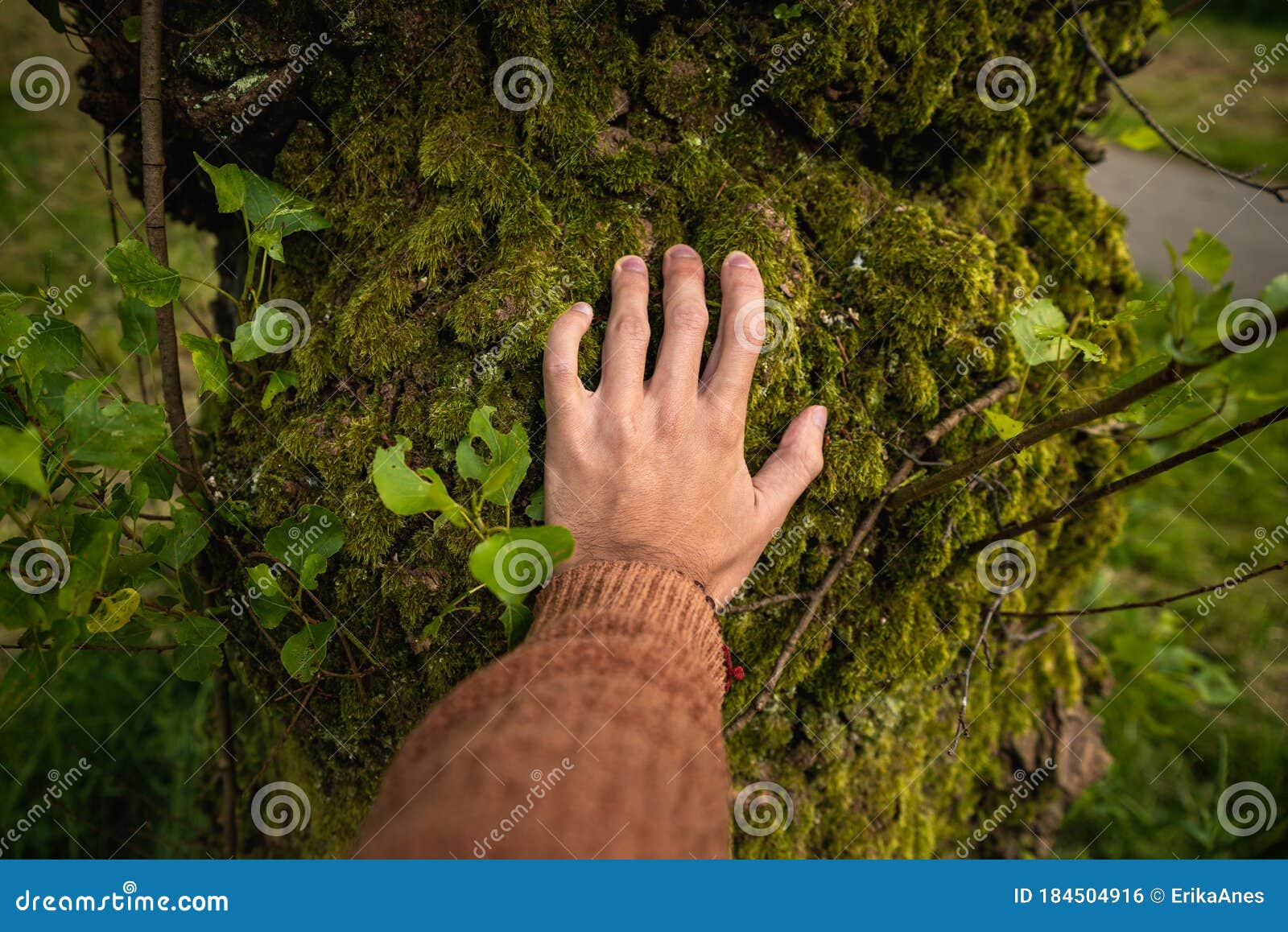 White Man Hand Resting Over a Mossy Tree Trunk Stock Photo - Image of ...