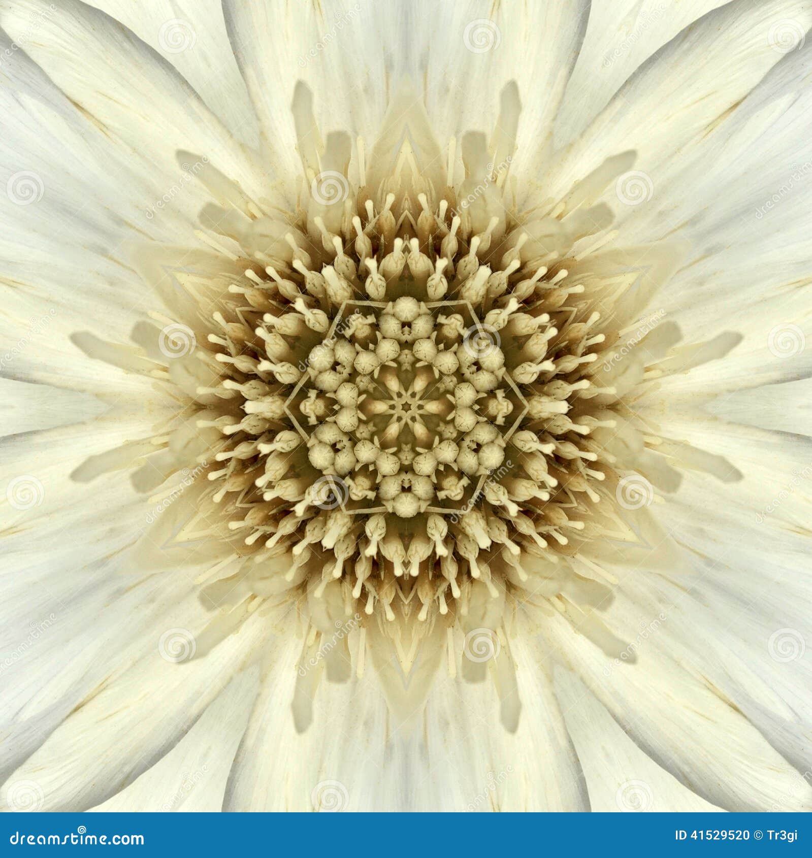 White Mandala Concentric Flower Center Kaleidoscope Stock Photo - Image ...