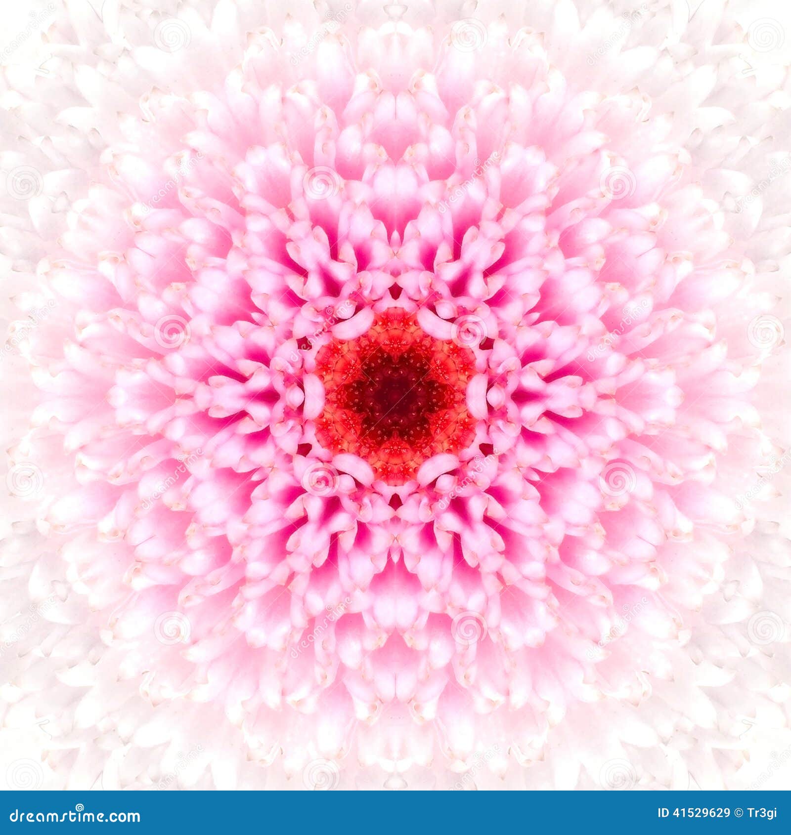 White Mandala Concentric Flower Center Kaleidoscope Stock Image - Image ...