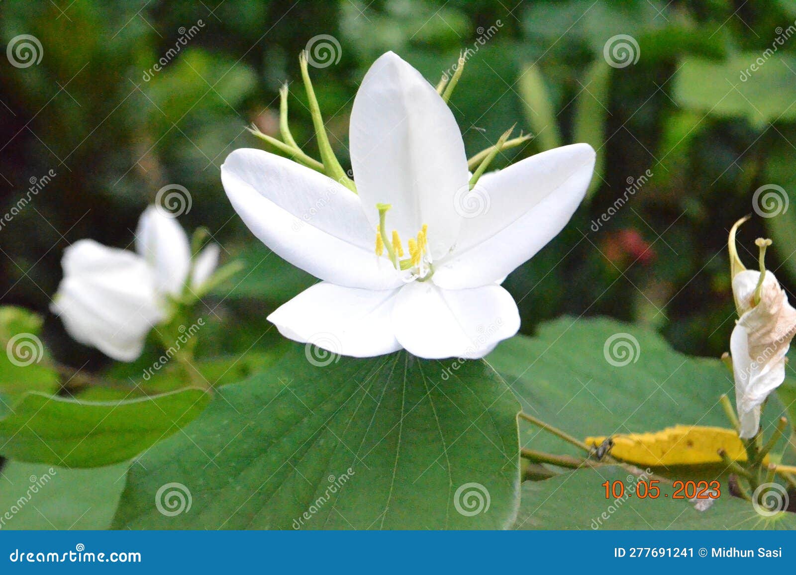 White Mandaram Flower stock image. Image of plant, herb - 277691241