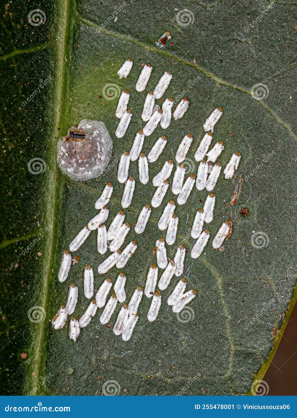 White Mango Scale Insect stock image. Image of greenhouse - 255478001