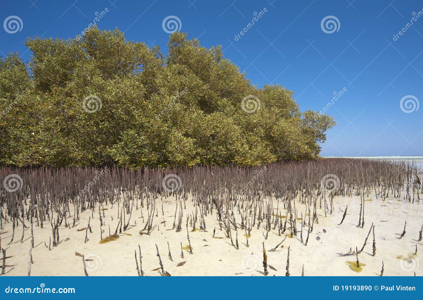 White Mangrove Tree