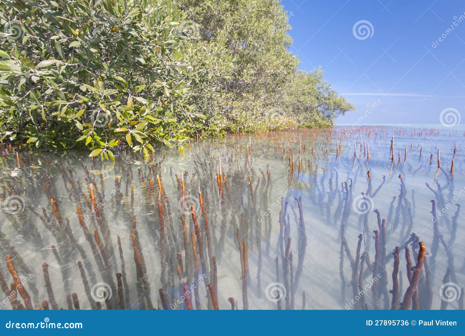 White Mangrove Tree