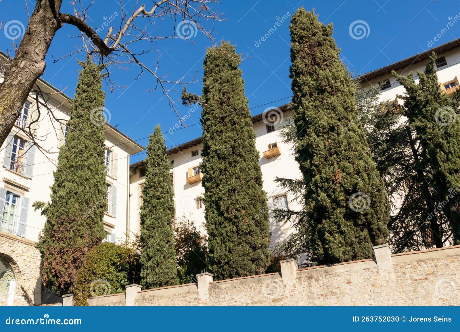 A White Mansion with Many Tall Green Trees in Front of it Stock Photo ...
