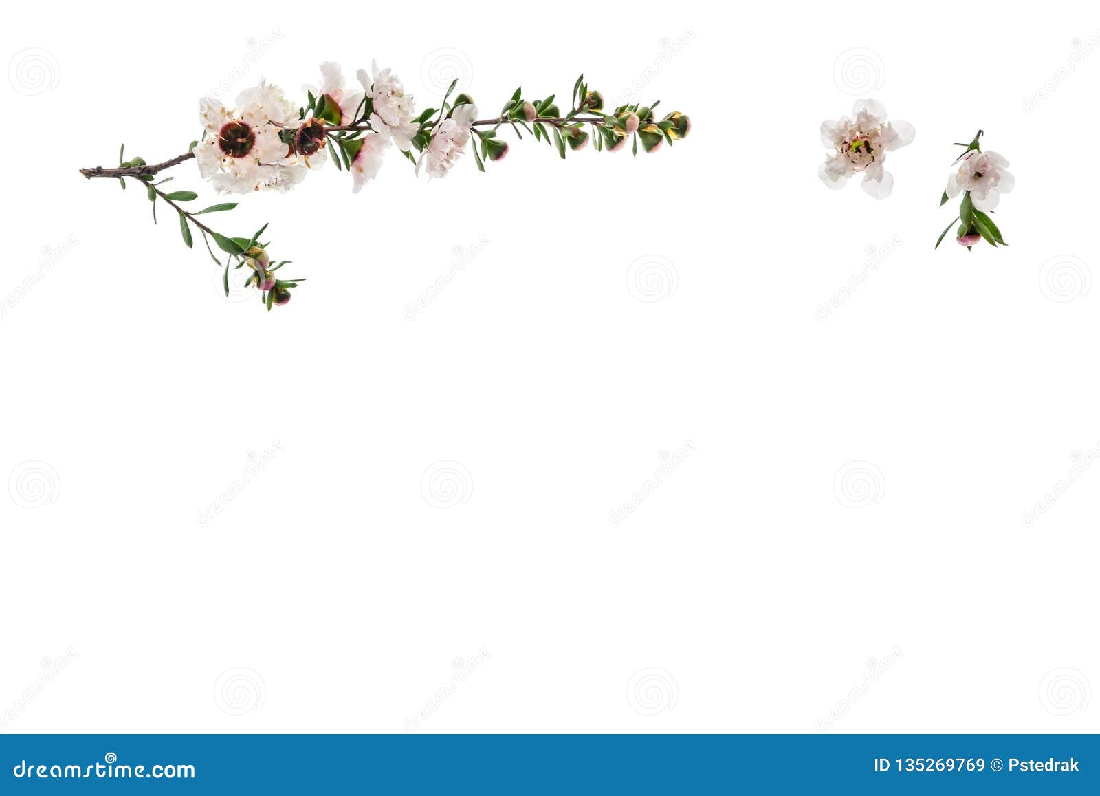 White Manuka Tree Flowers on White Background with Copy Space Below ...