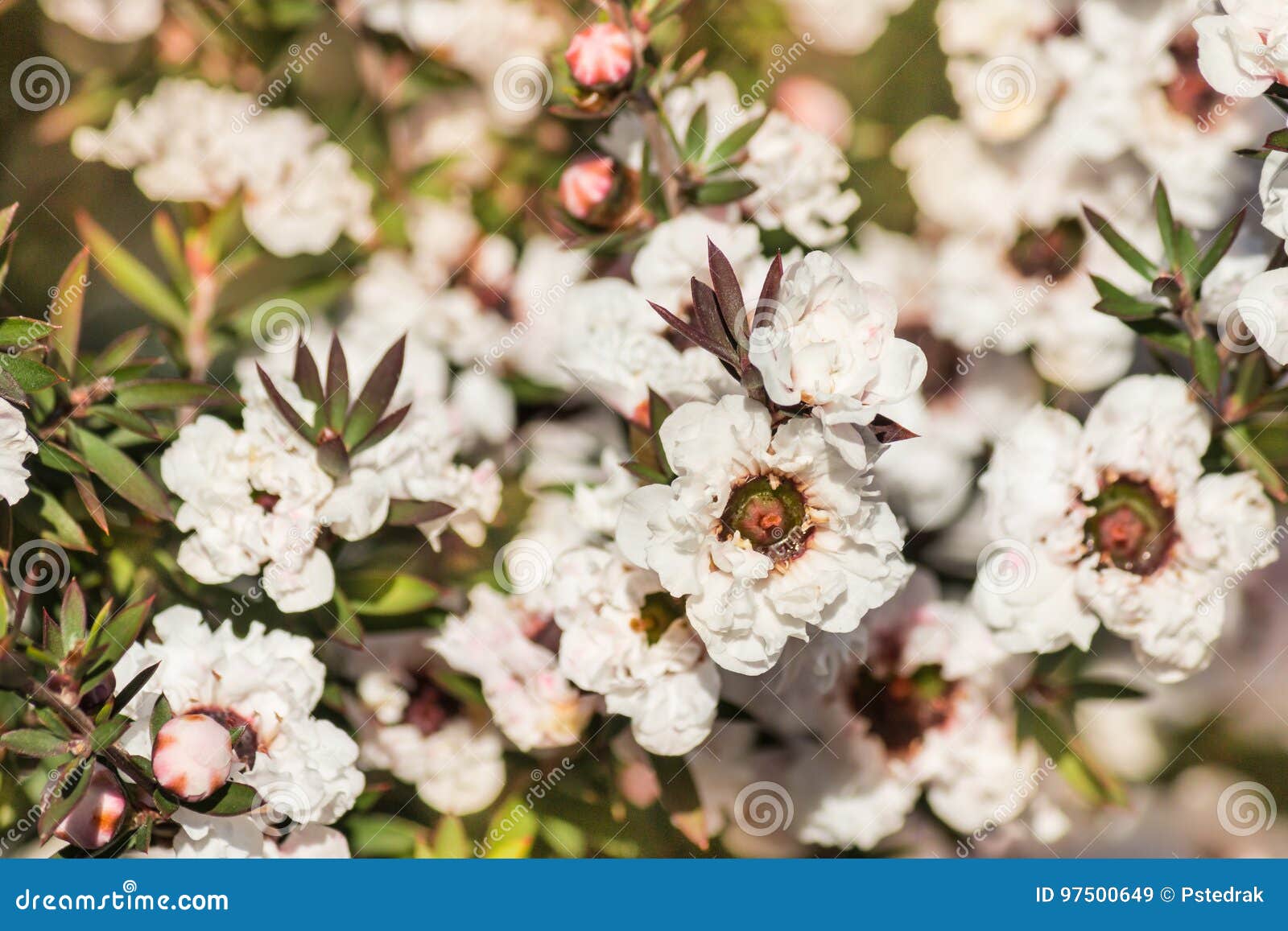 White Manuka Tree Flowers in Bloom Stock Image - Image of hybrid, bush ...