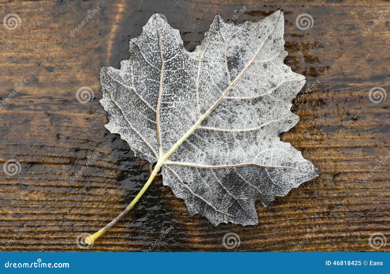 White maple leaf stock image. Image of wooden, nature - 46818425