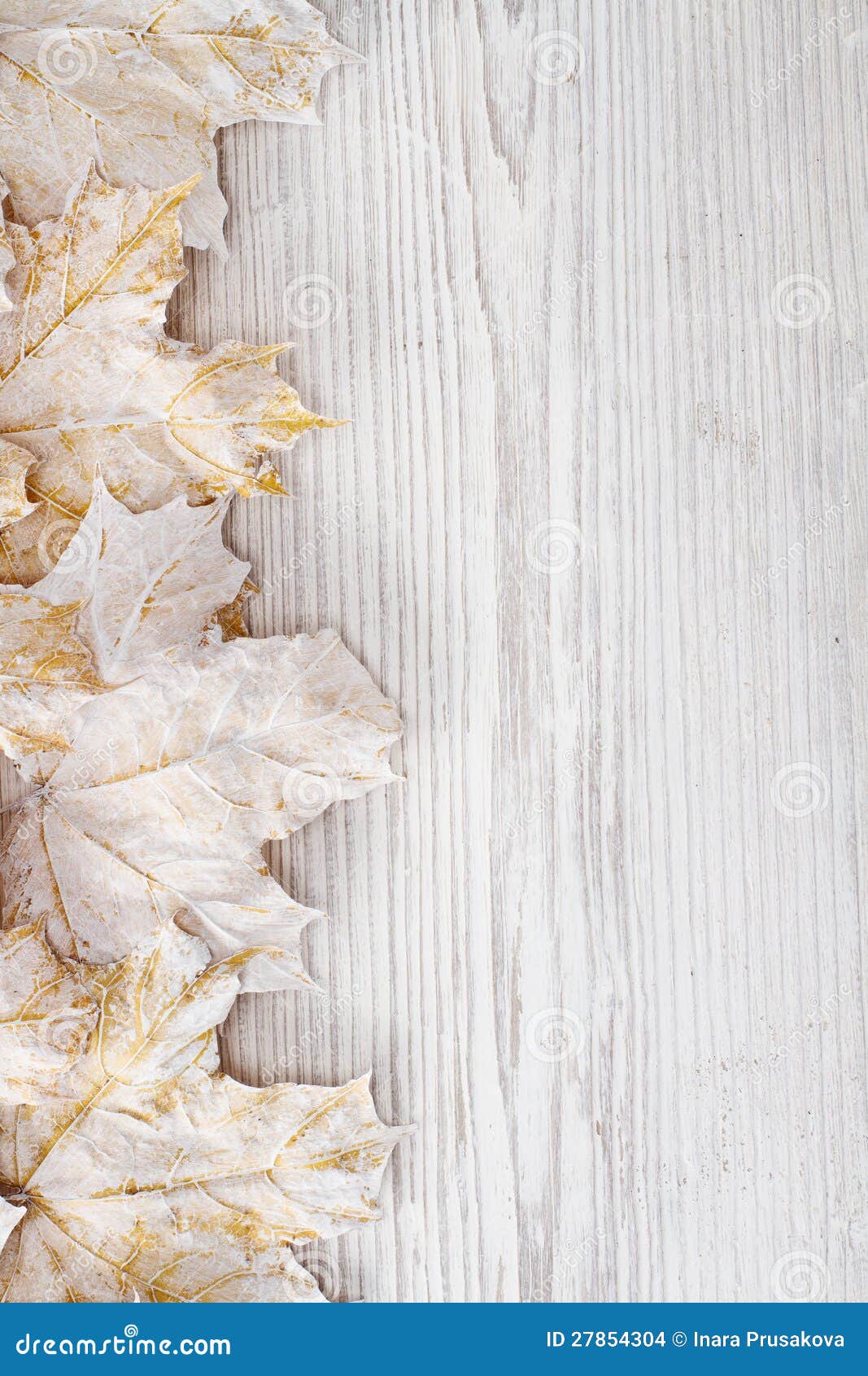 White Maple Leaves, Wooden Background Stock Photo - Image of colored ...