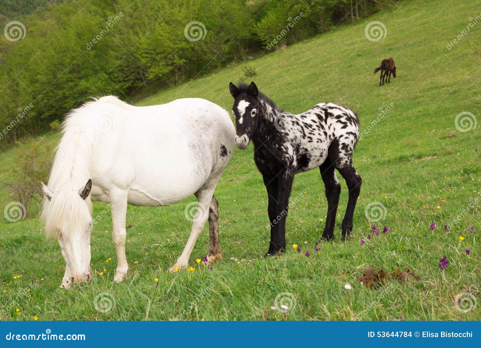 White mare with foal stock photo. Image of season, apennines - 53644784