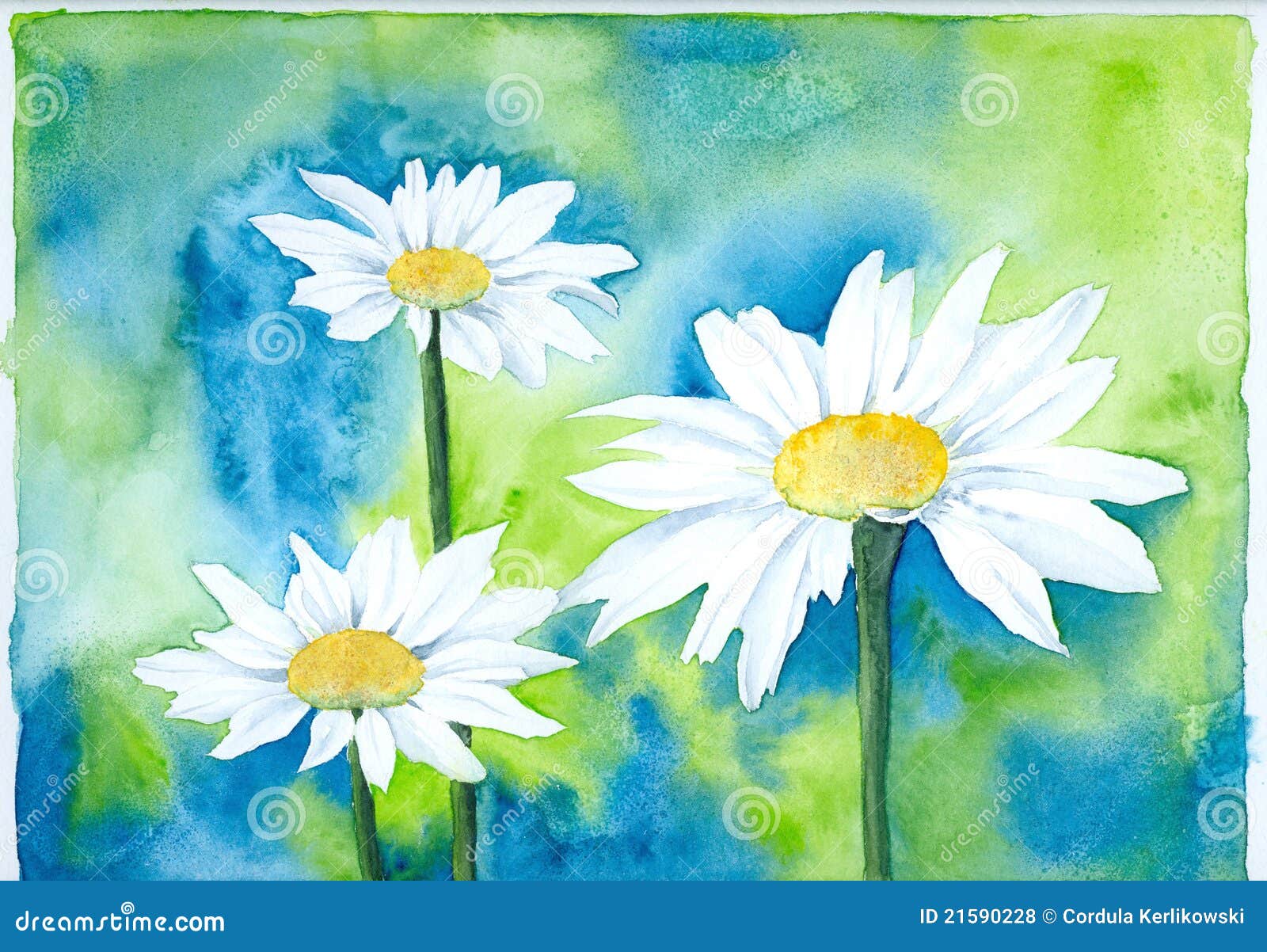 White Marguerite stock illustration. Illustration of watercolor - 21590228