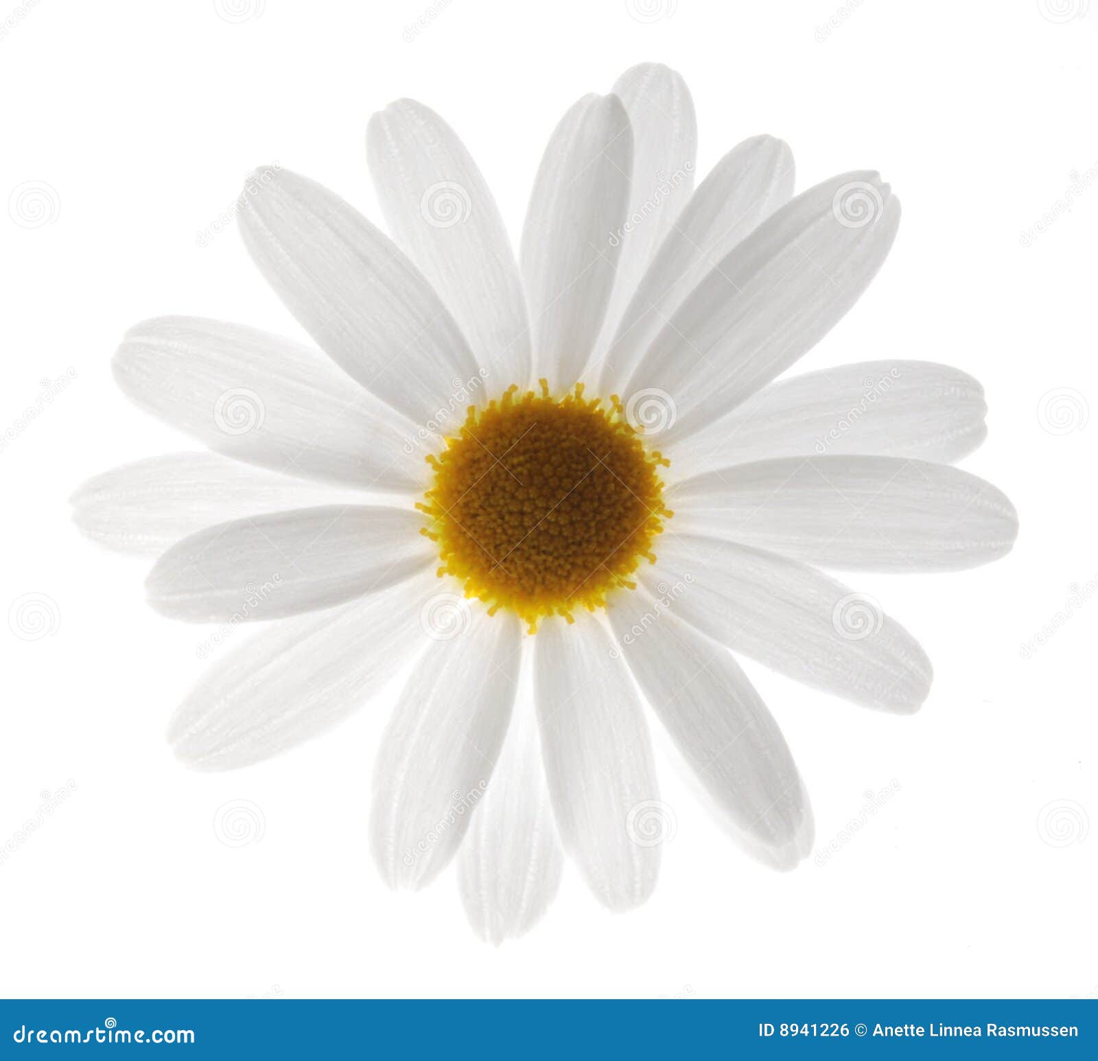 White marguerite stock photo. Image of bloom, daisy, nature - 8941226