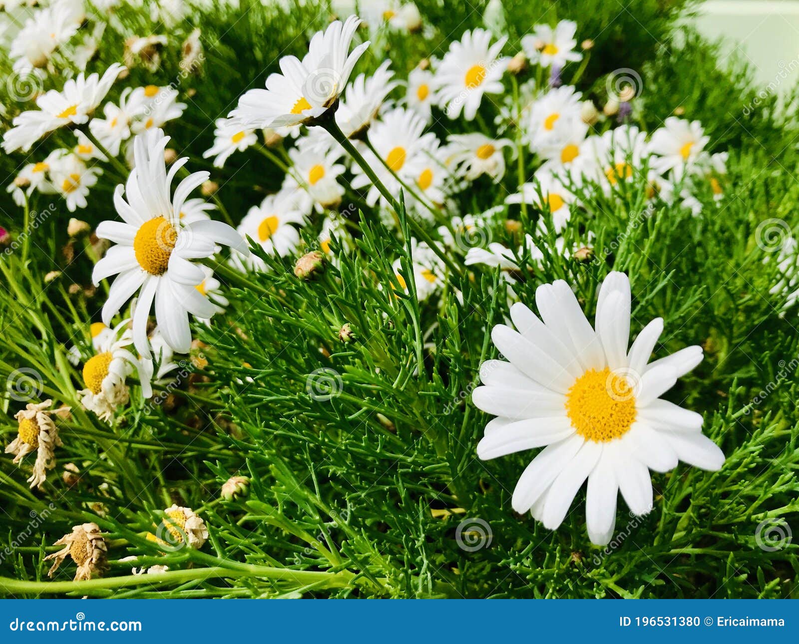 Marguerite Daisy Argyranthemum Frutescens Royalty-Free Stock Photo ...