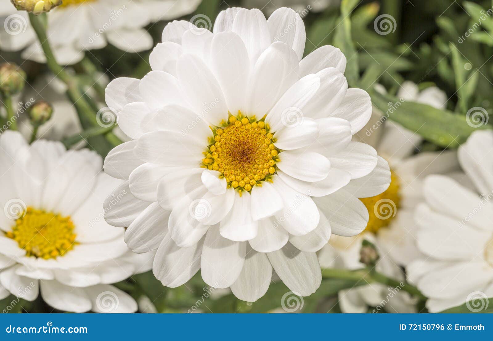 White Marguerite Flower stock photo. Image of nature - 72150796