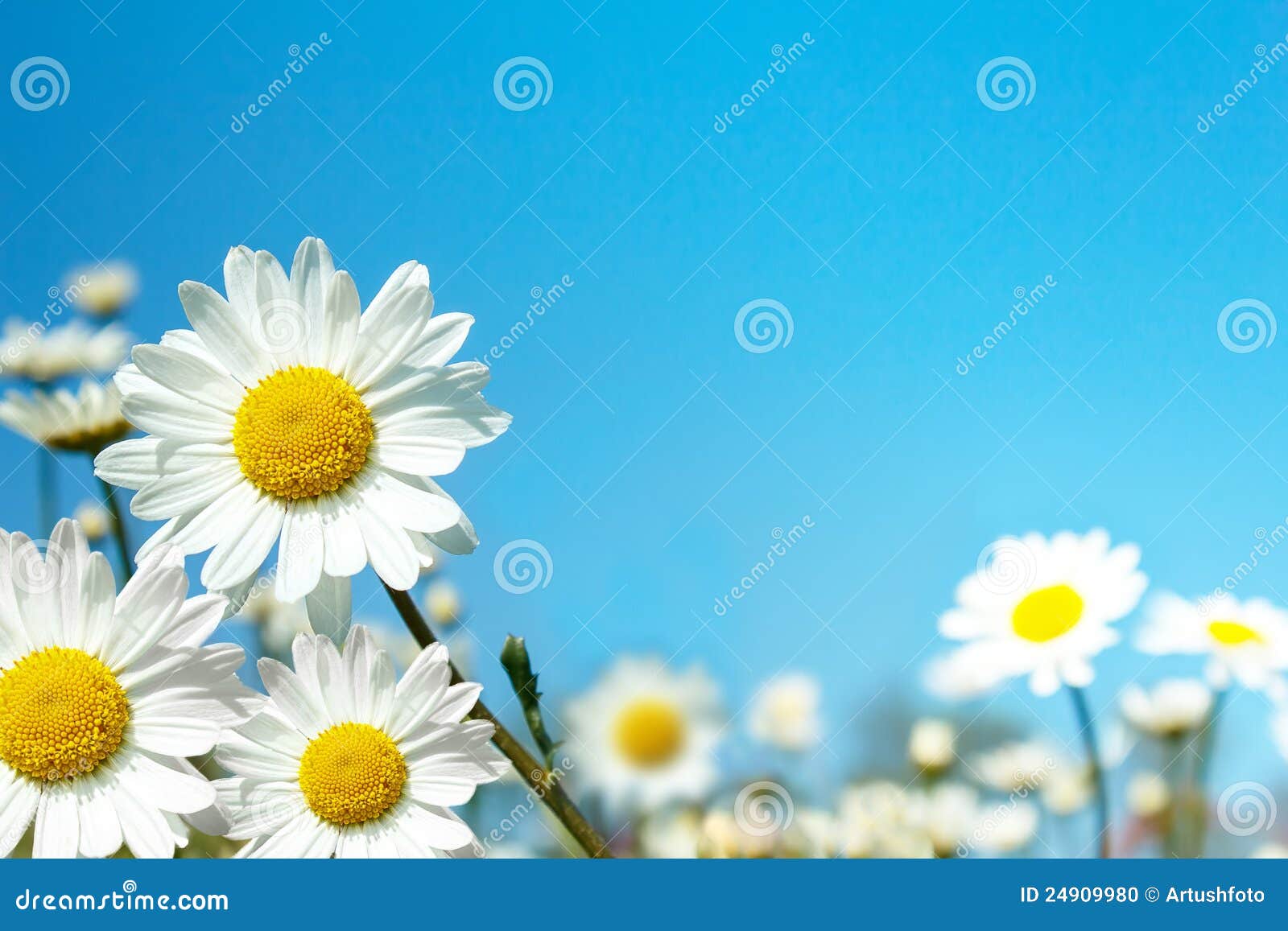 White marguerite flowers stock photo. Image of flora - 24909980