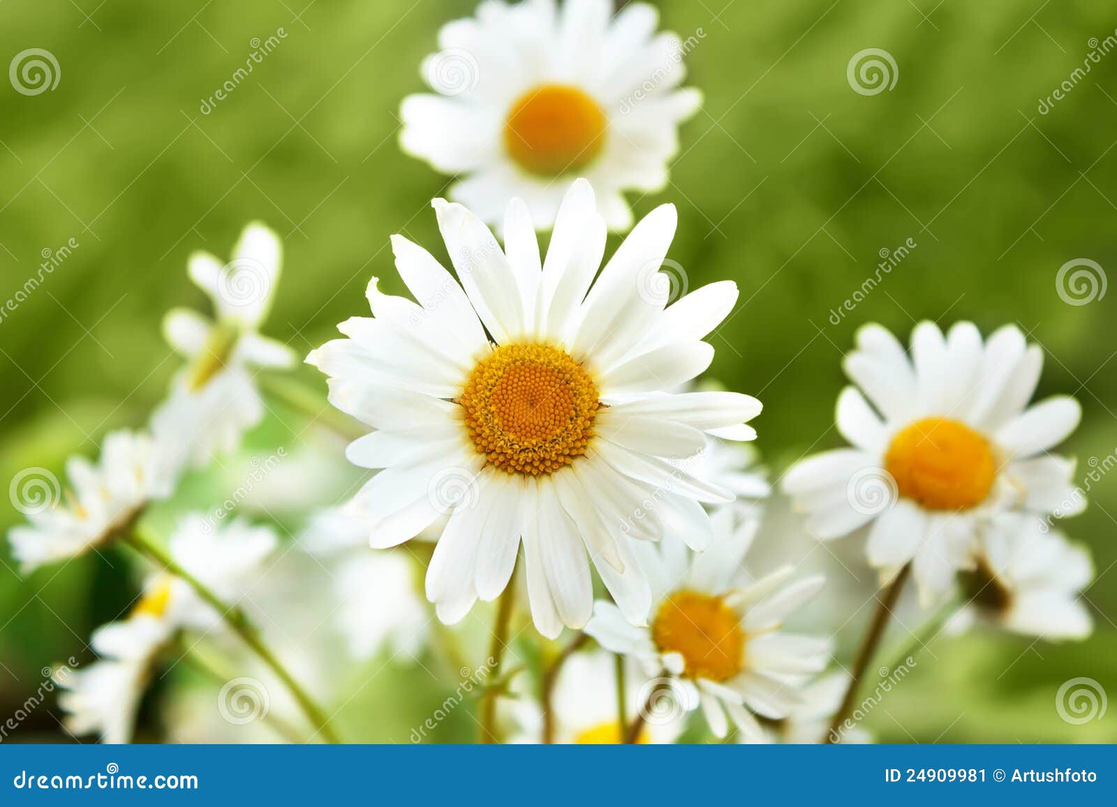 White marguerite flowers stock image. Image of grass - 24909981
