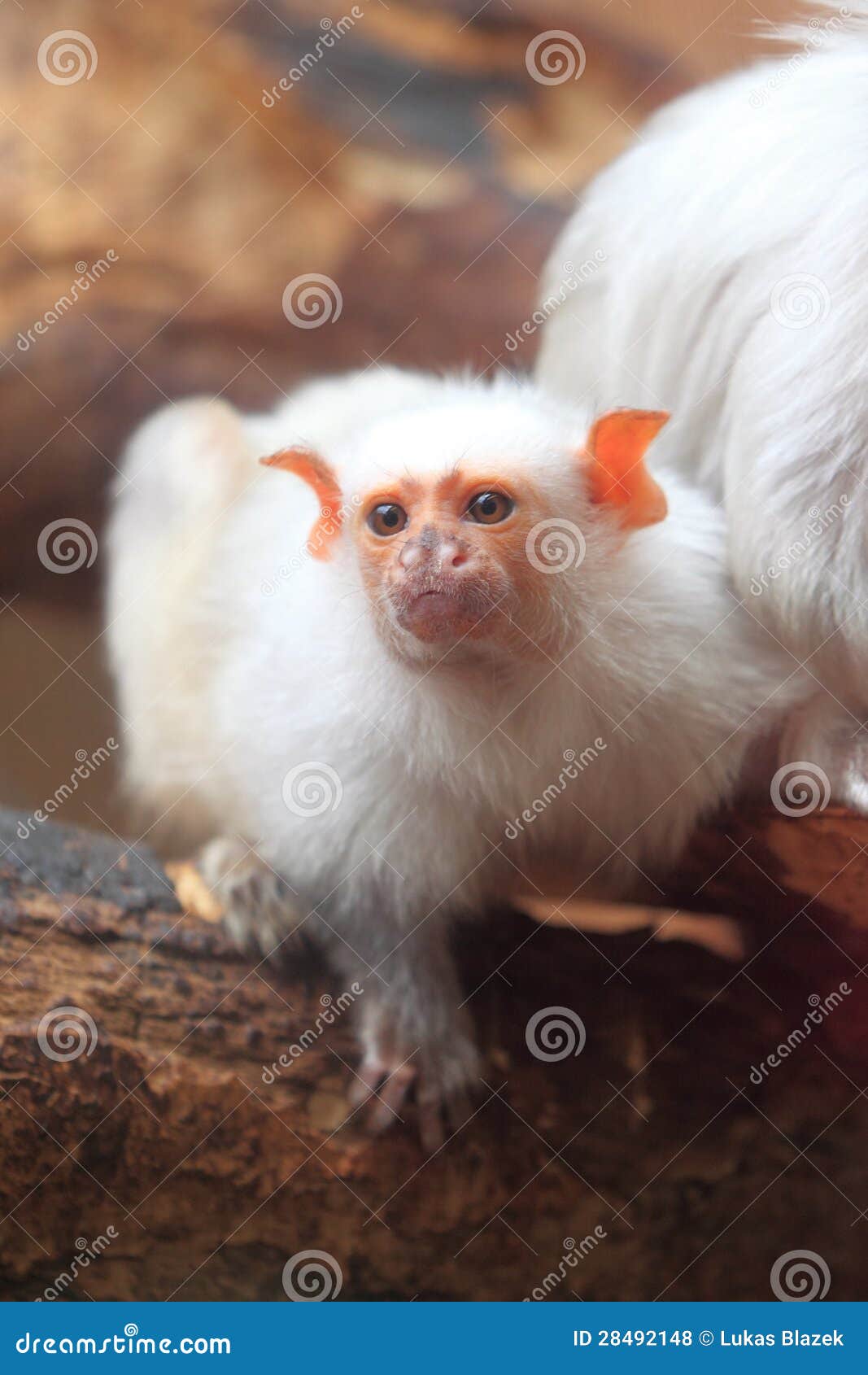 White marmoset stock photo. Image of brazil, mammal, golden - 28492148