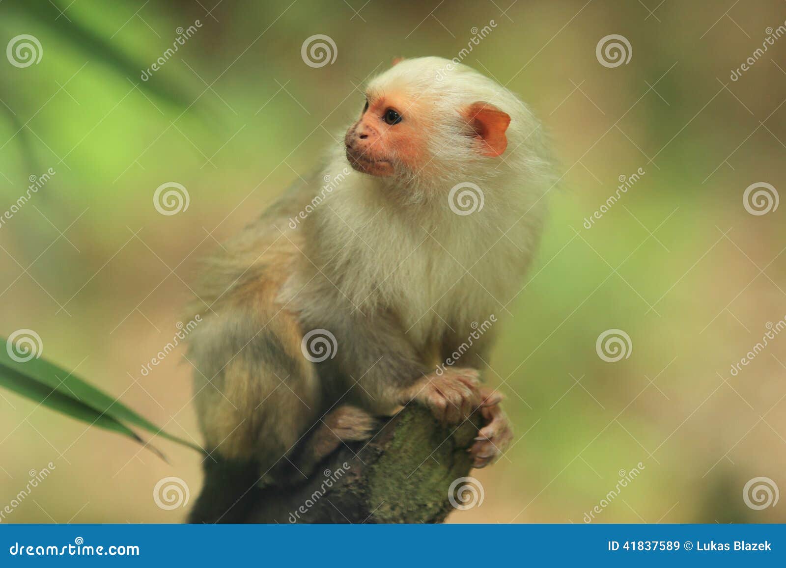 White marmoset stock image. Image of golden, ammal, world - 41837589