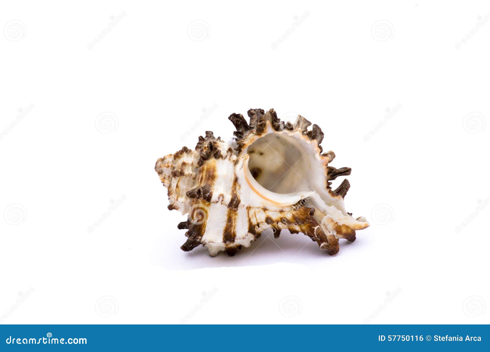 White and Marron Shell Isolated in White Background Stock Photo - Image ...